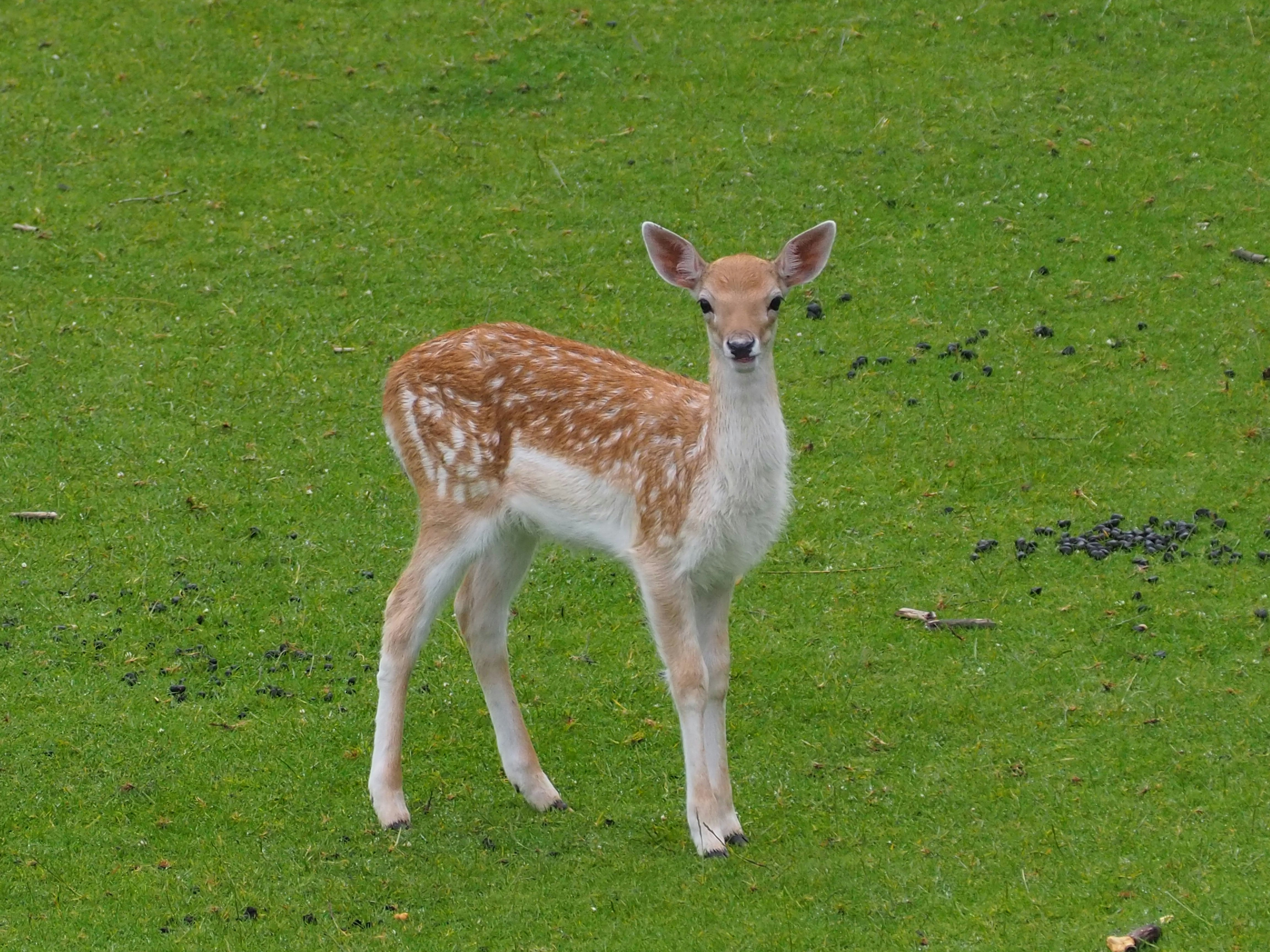 Young White-Tailed Fawn in a Quiet Green Clearing