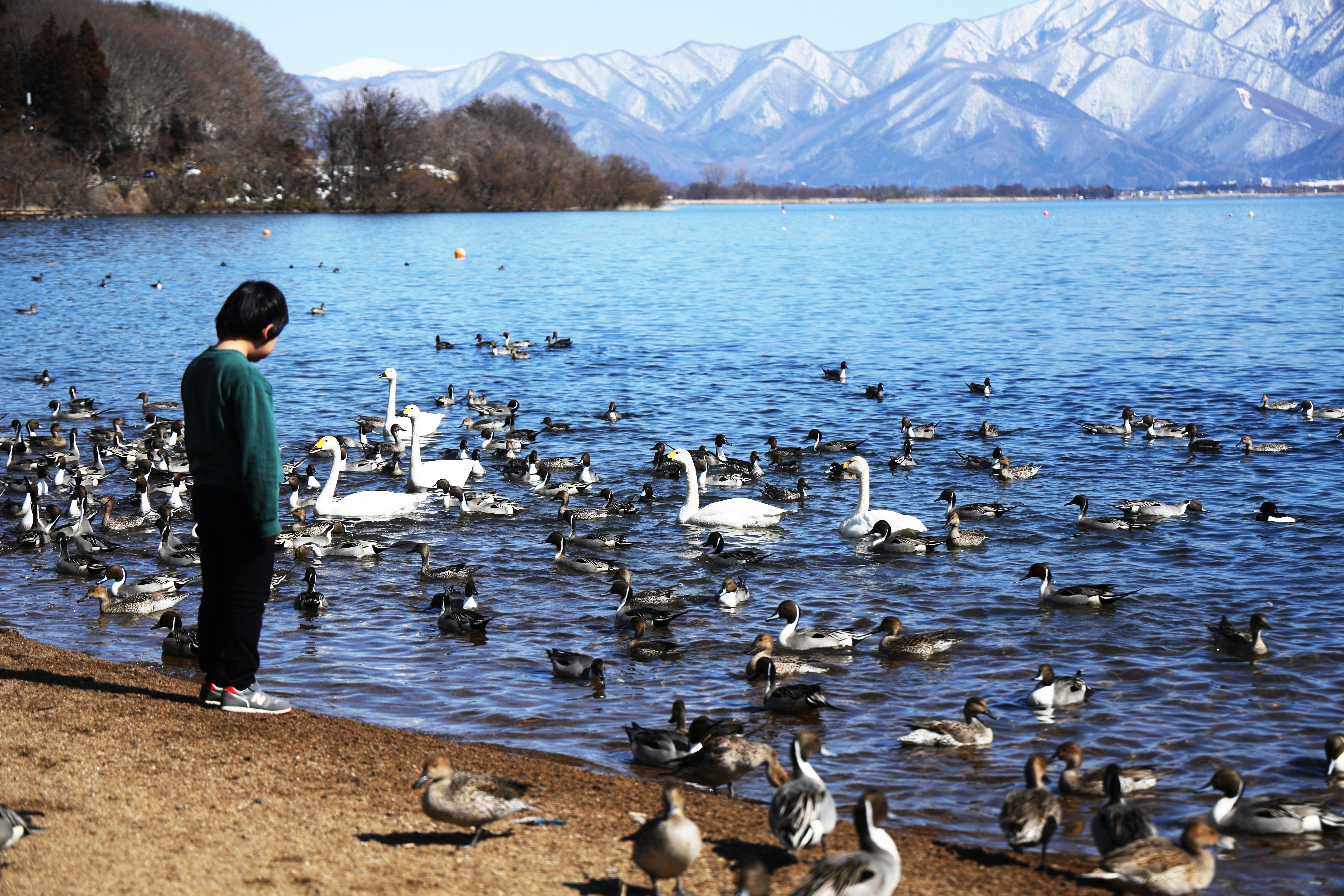 Lone Observer among a Chorus of Ducks by a Lake