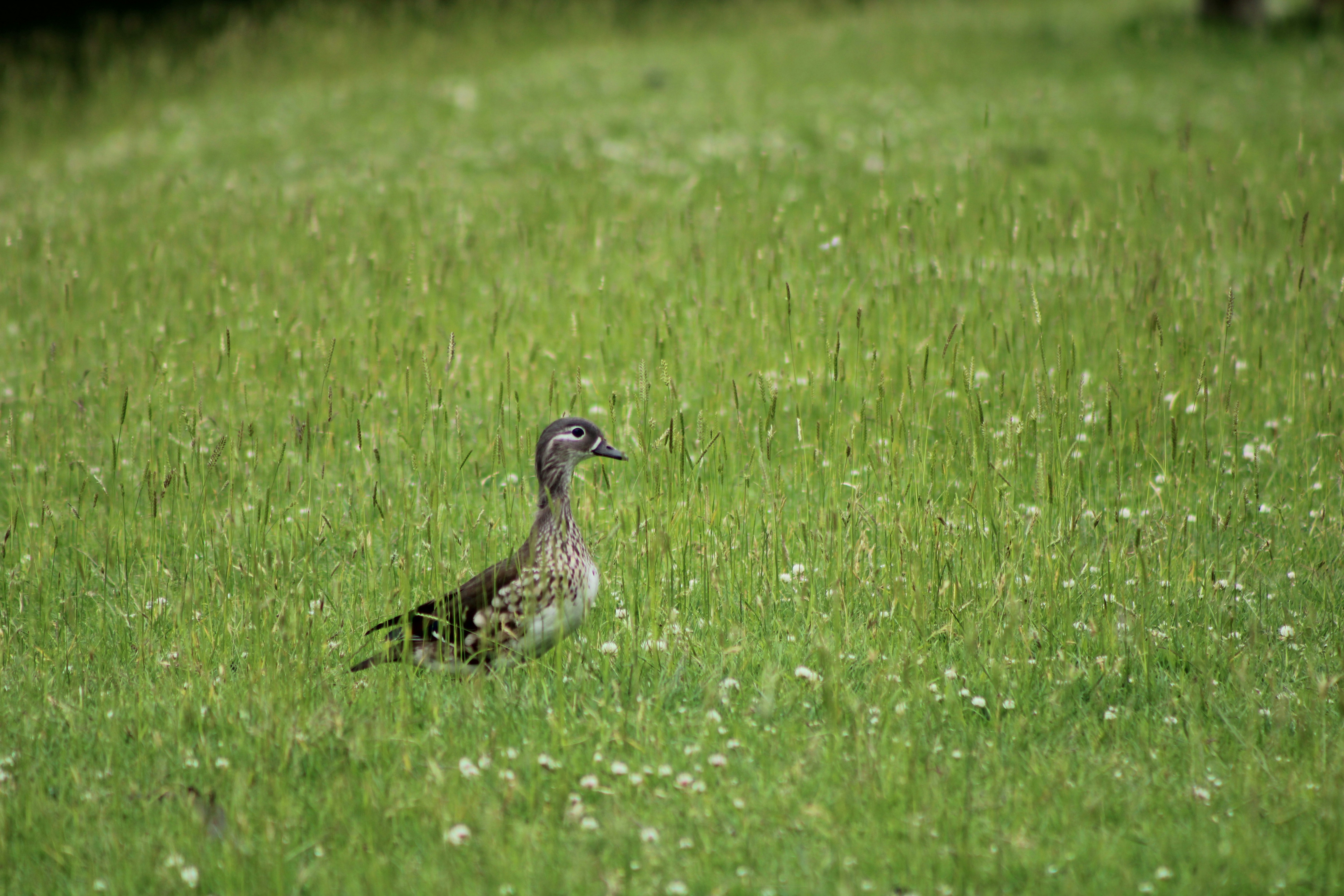 A solitary waterfowl in a sunlit meadow