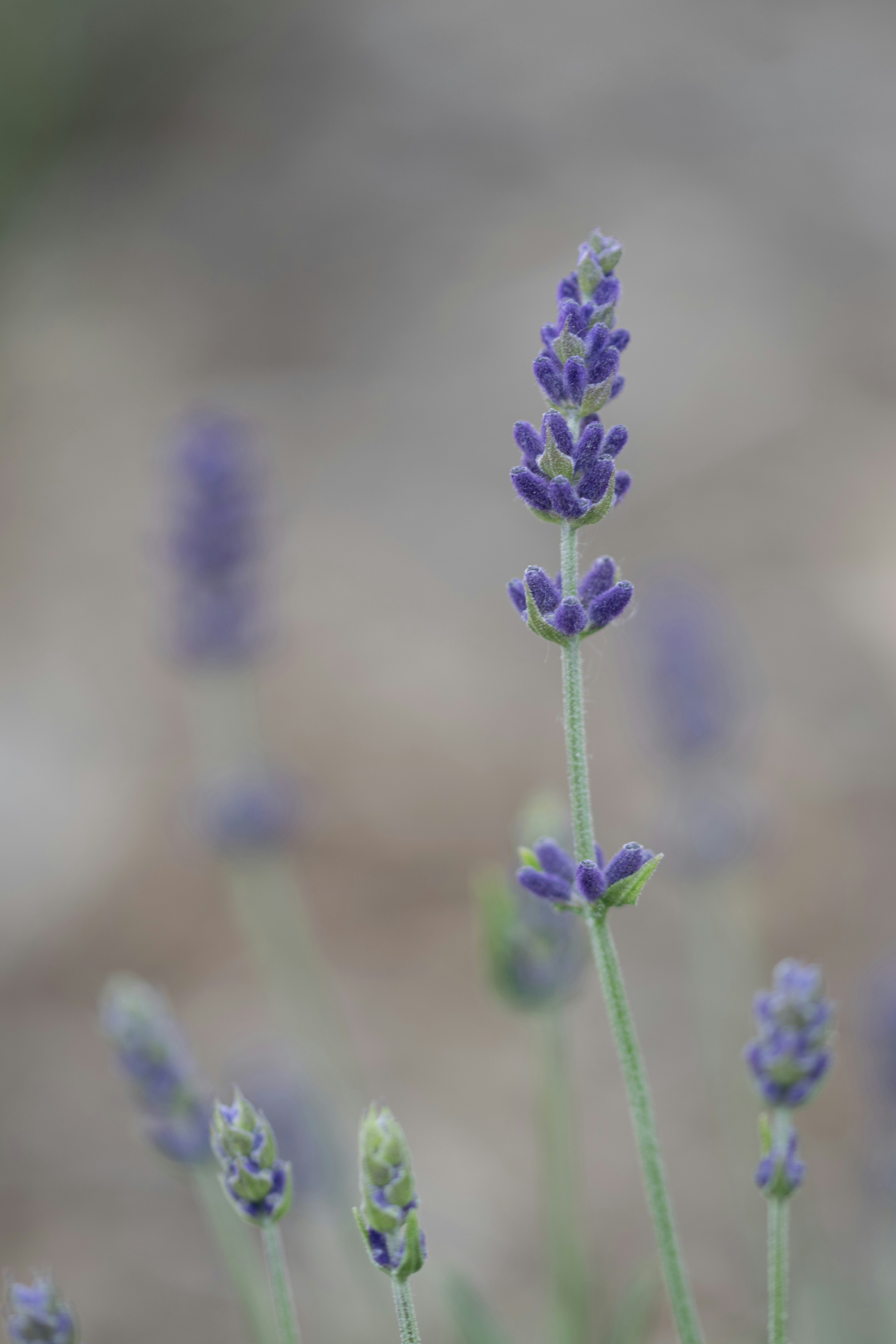 Lavender Spire in Soft Focus Field