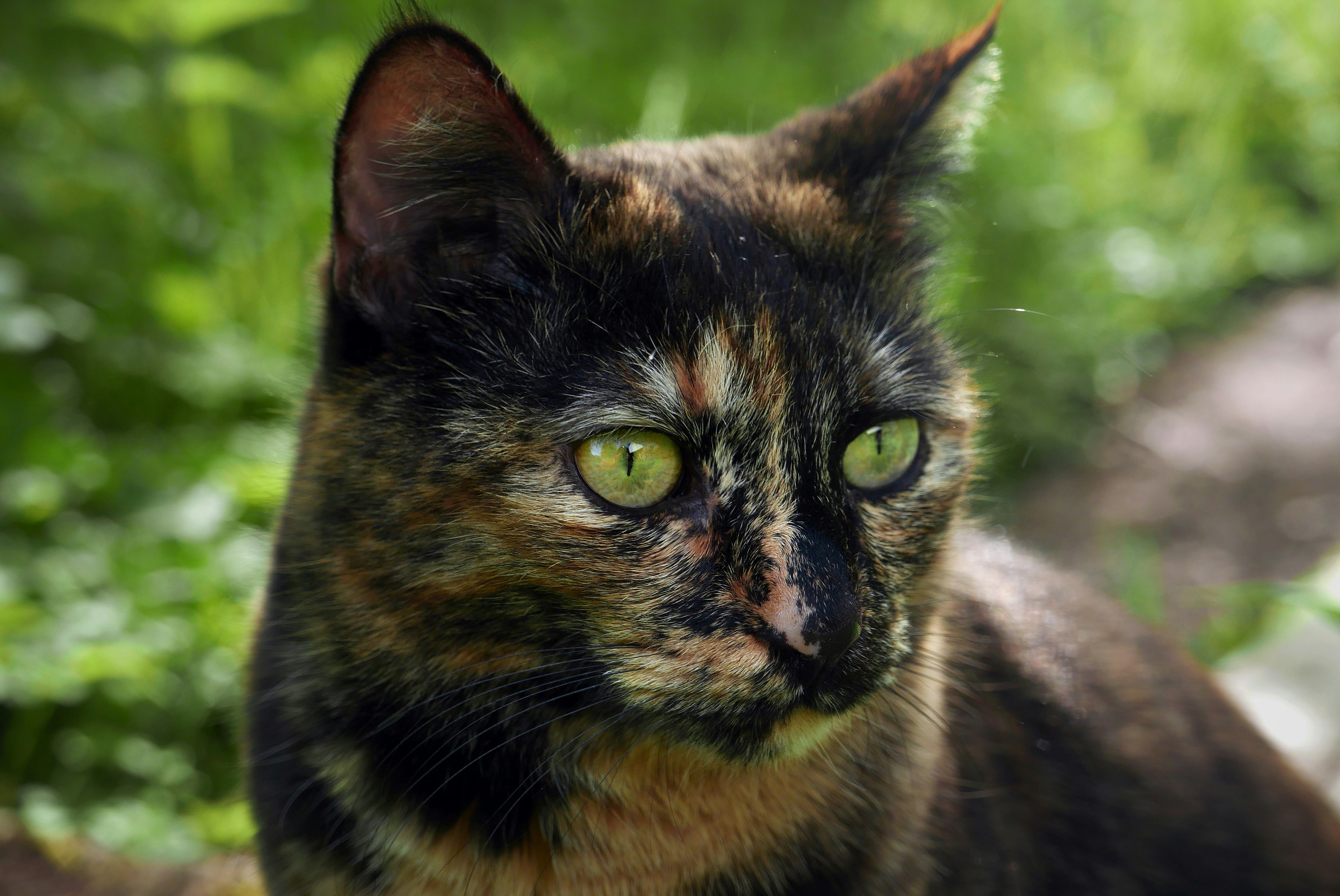 A tortoiseshell cat with bright green eyes looks right.