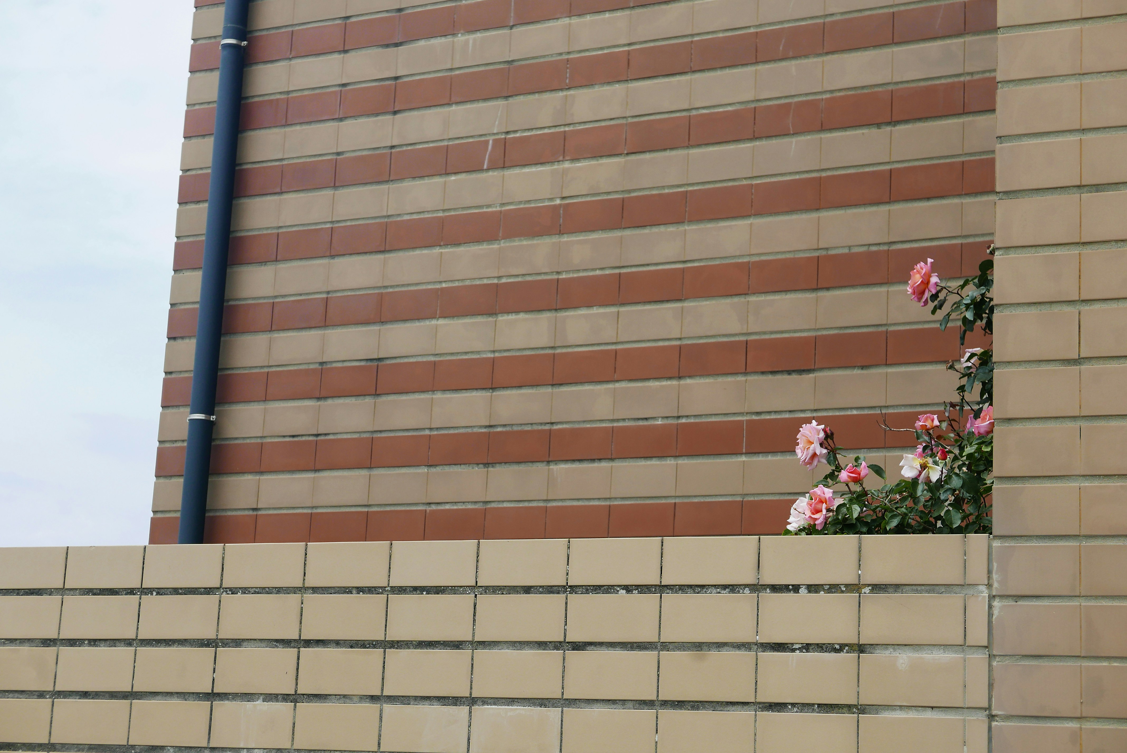 Pink Flowers above a Quiet Brick Barrier
