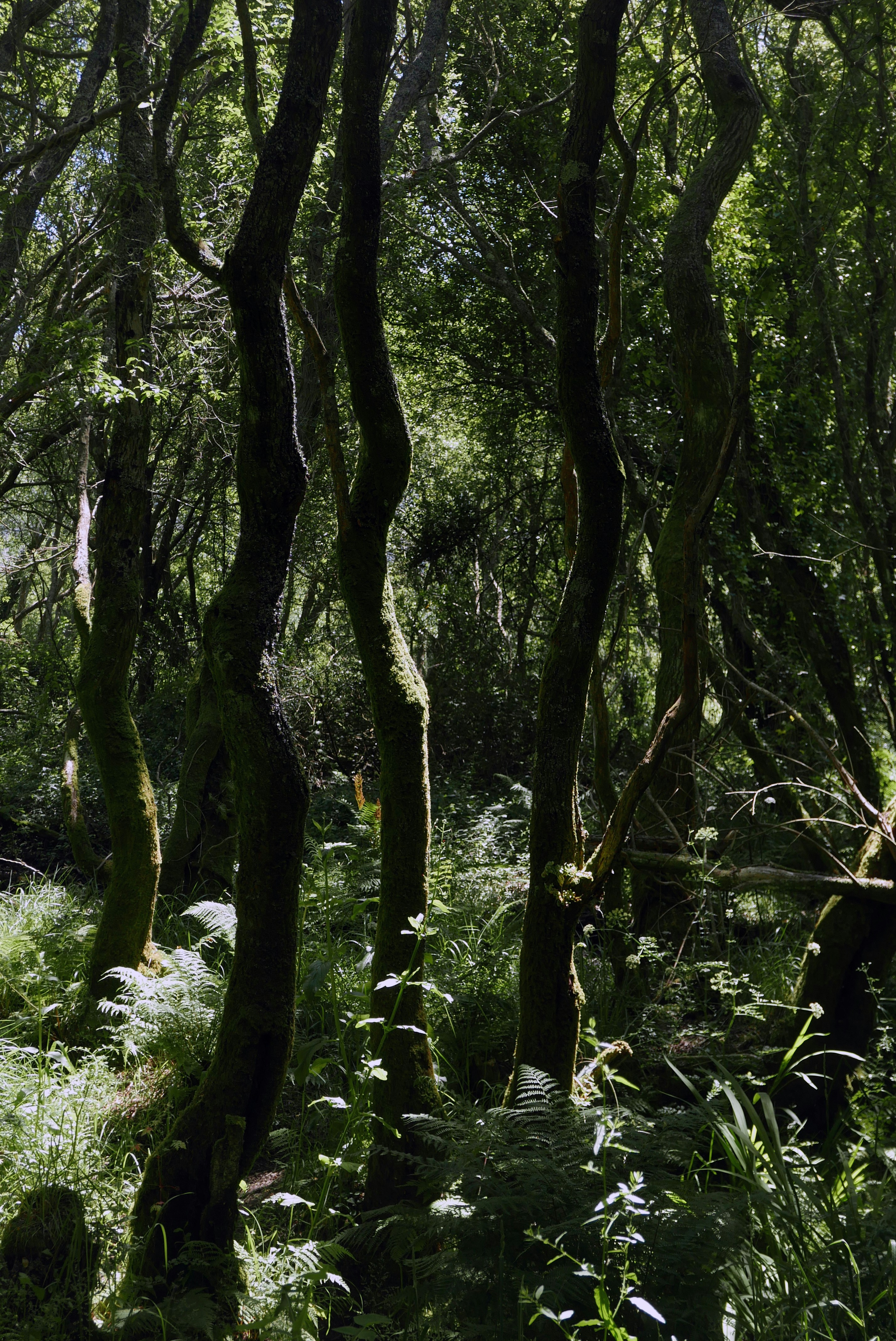 Forest Portrait: Sunlit Trunks in a Quiet Pass