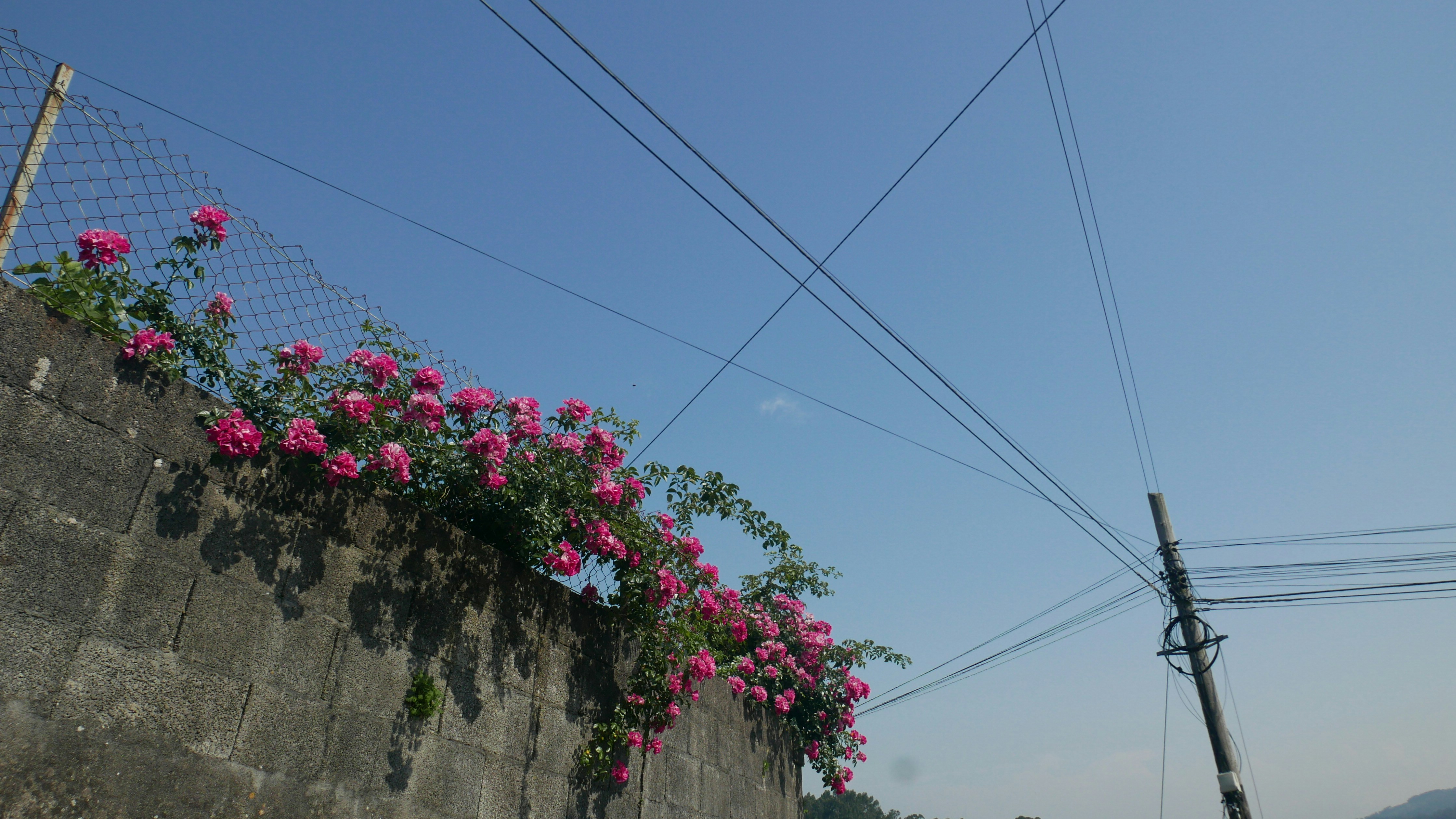 Pink Bouquets Over a Faded Wall under an Open Sky