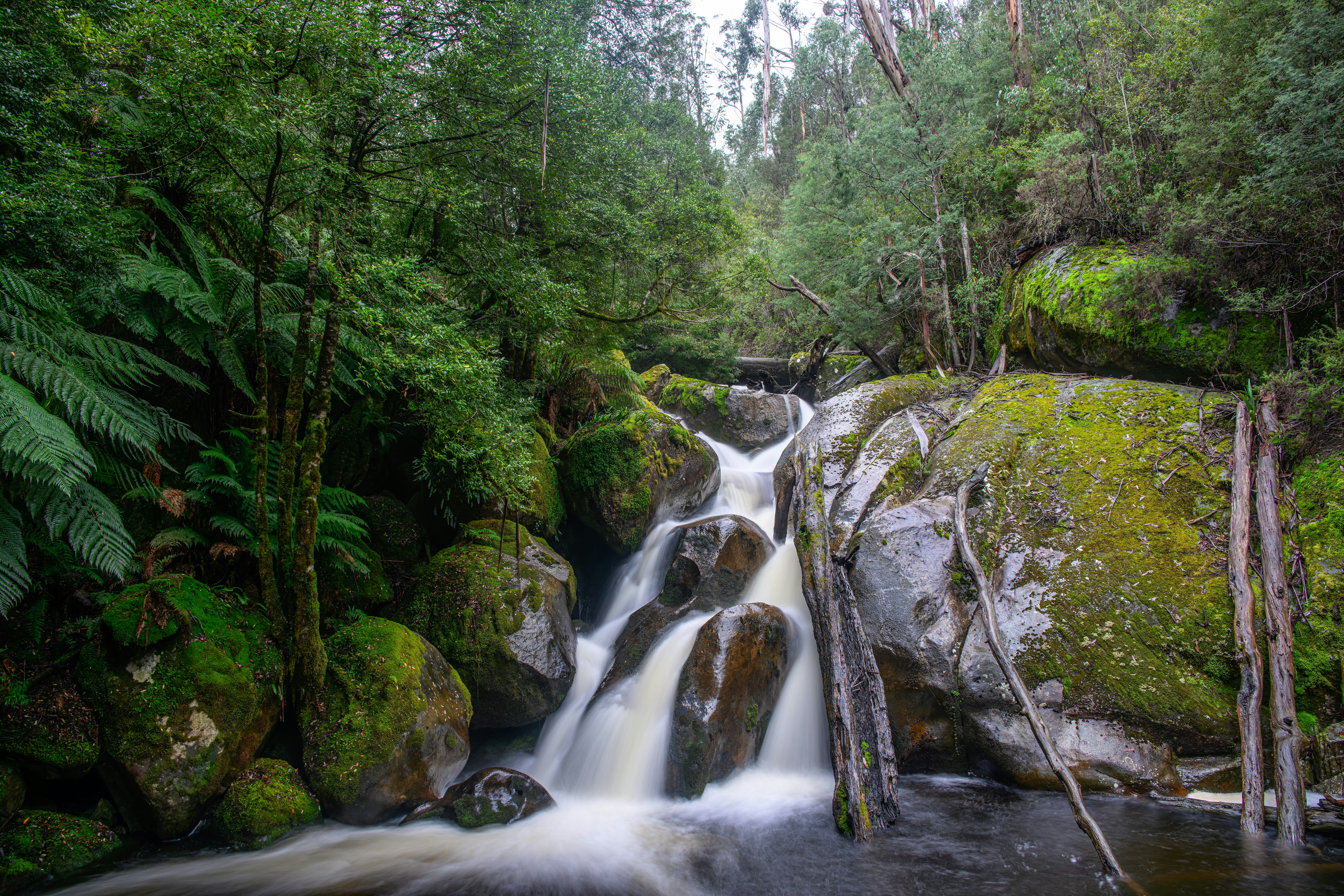 Mossy rocks and a gentle cascade flow through a lush, shaded forest with ferns along the riverbank, captured in a serene natural scene. The image depicts a natural landscape with water movement and dense greenery.