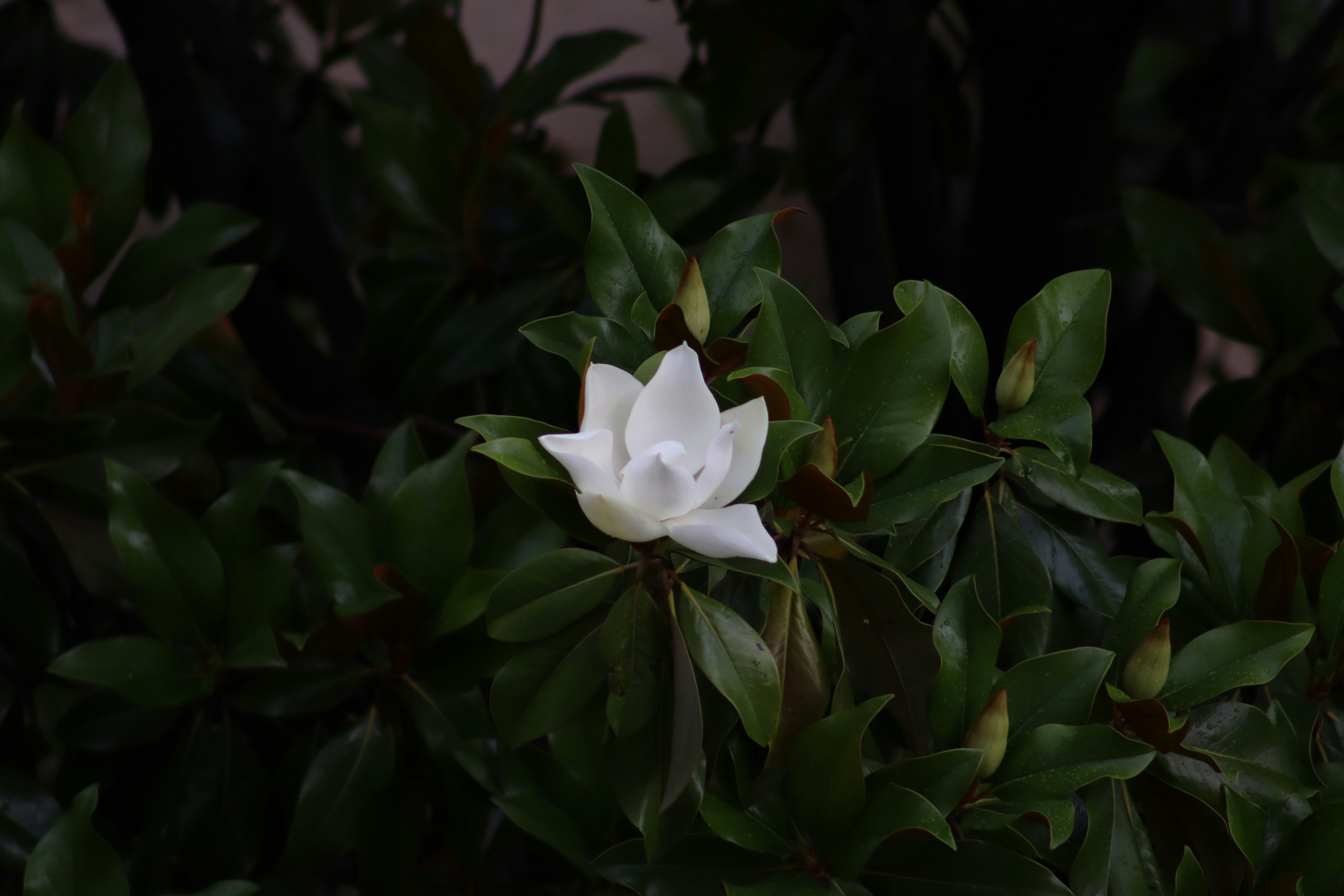 Emerald Foliage Spotlight: The White Bloom Between Shadows
