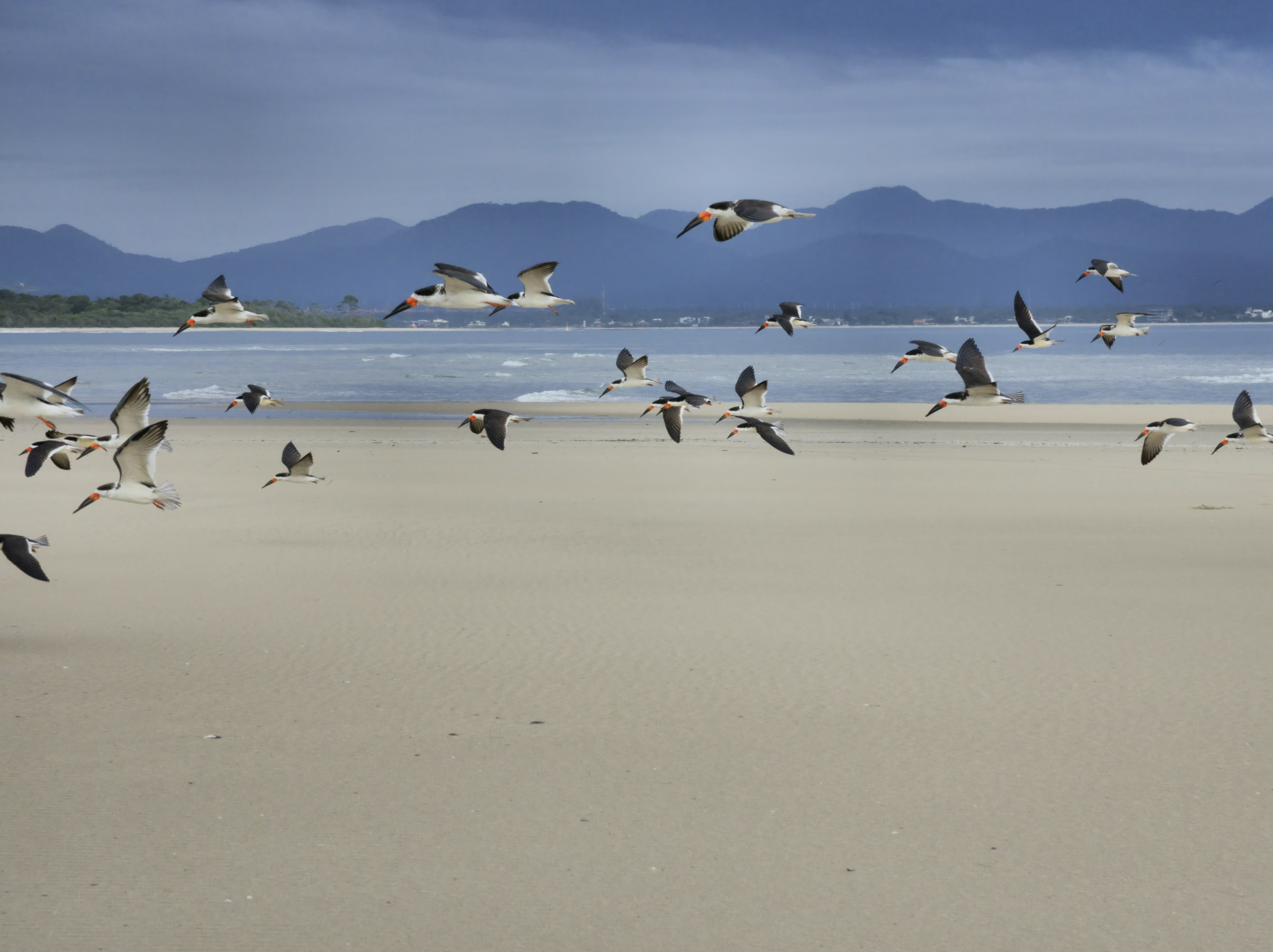 Flock over the Sand: Seaside Flight Against Distant Mountains