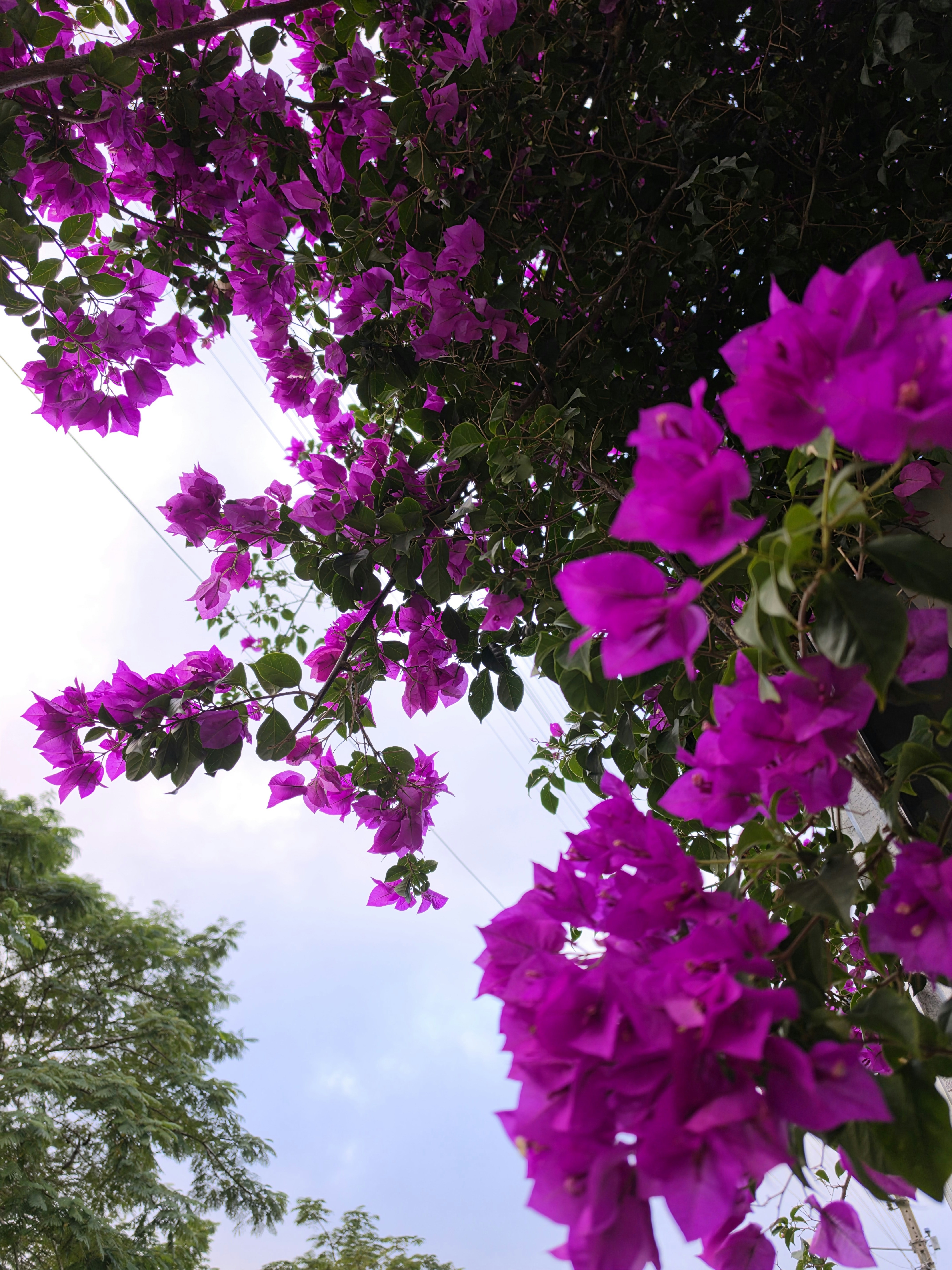 Vivid Bougainvillea Cascade Against an Open Sky