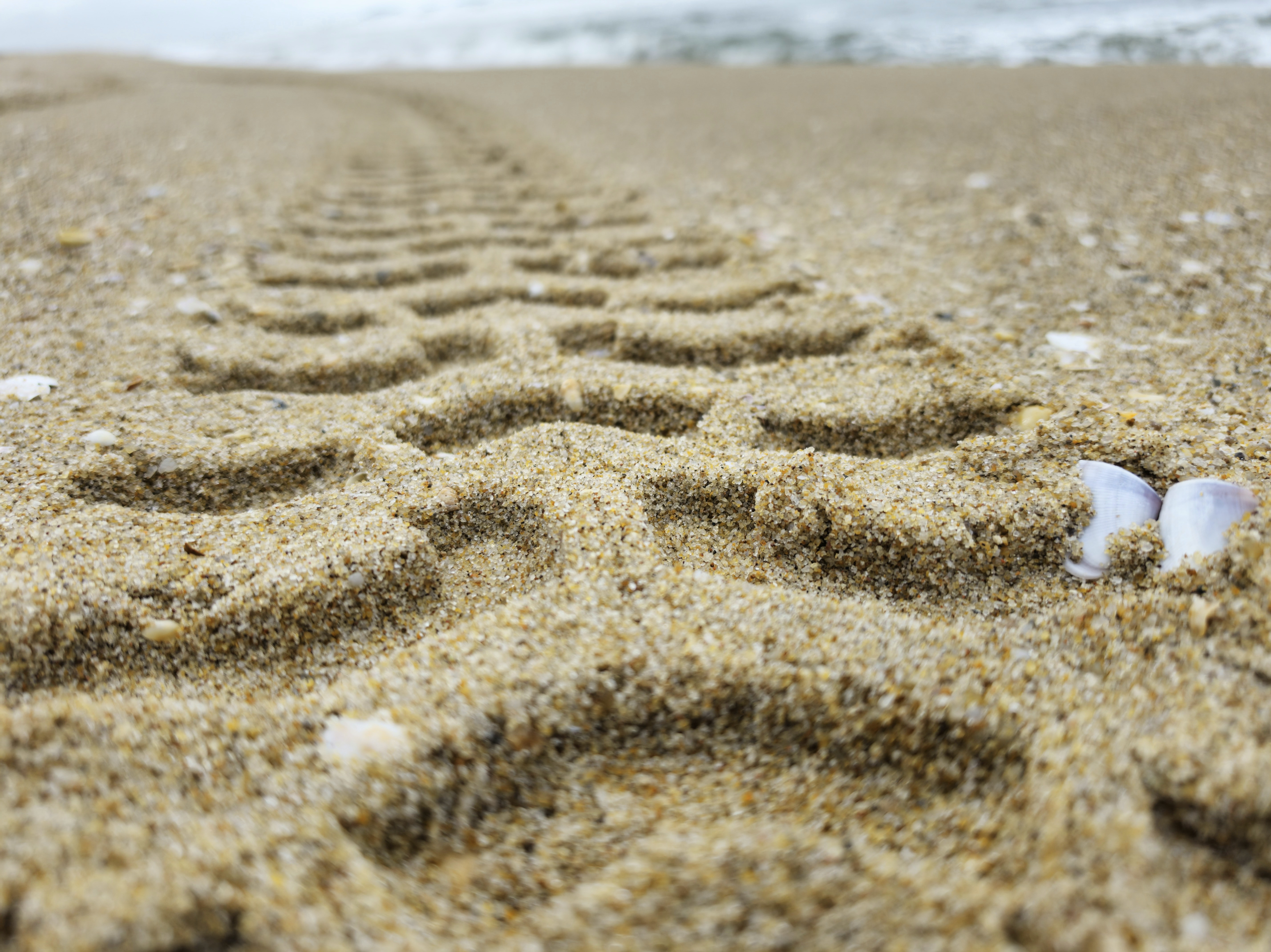 Footprints in Wet Sand: A Close-Up of Translucent Ridges Leading to the Sea