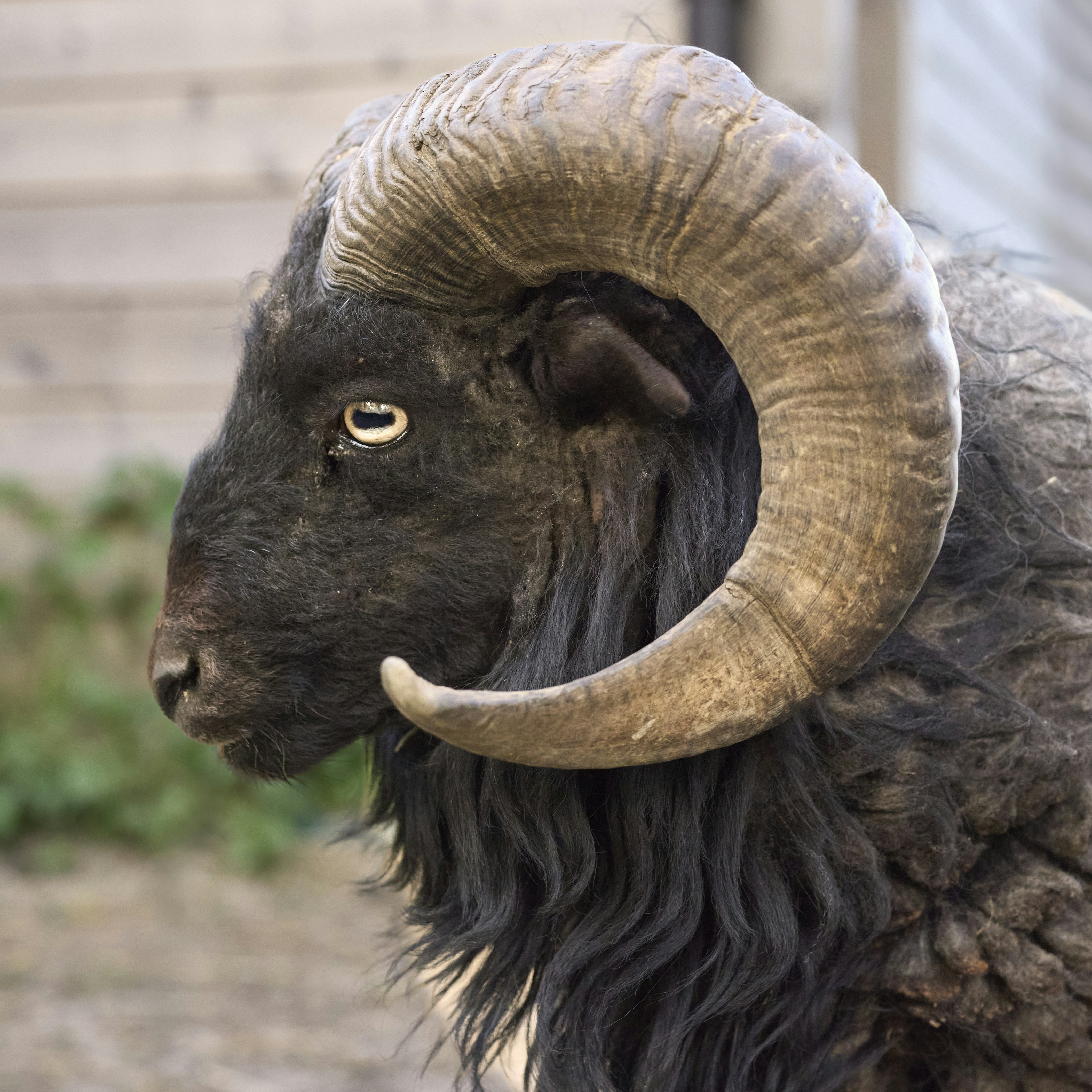 Curved Arc, Stalwart Horn: Portrait of a Ram