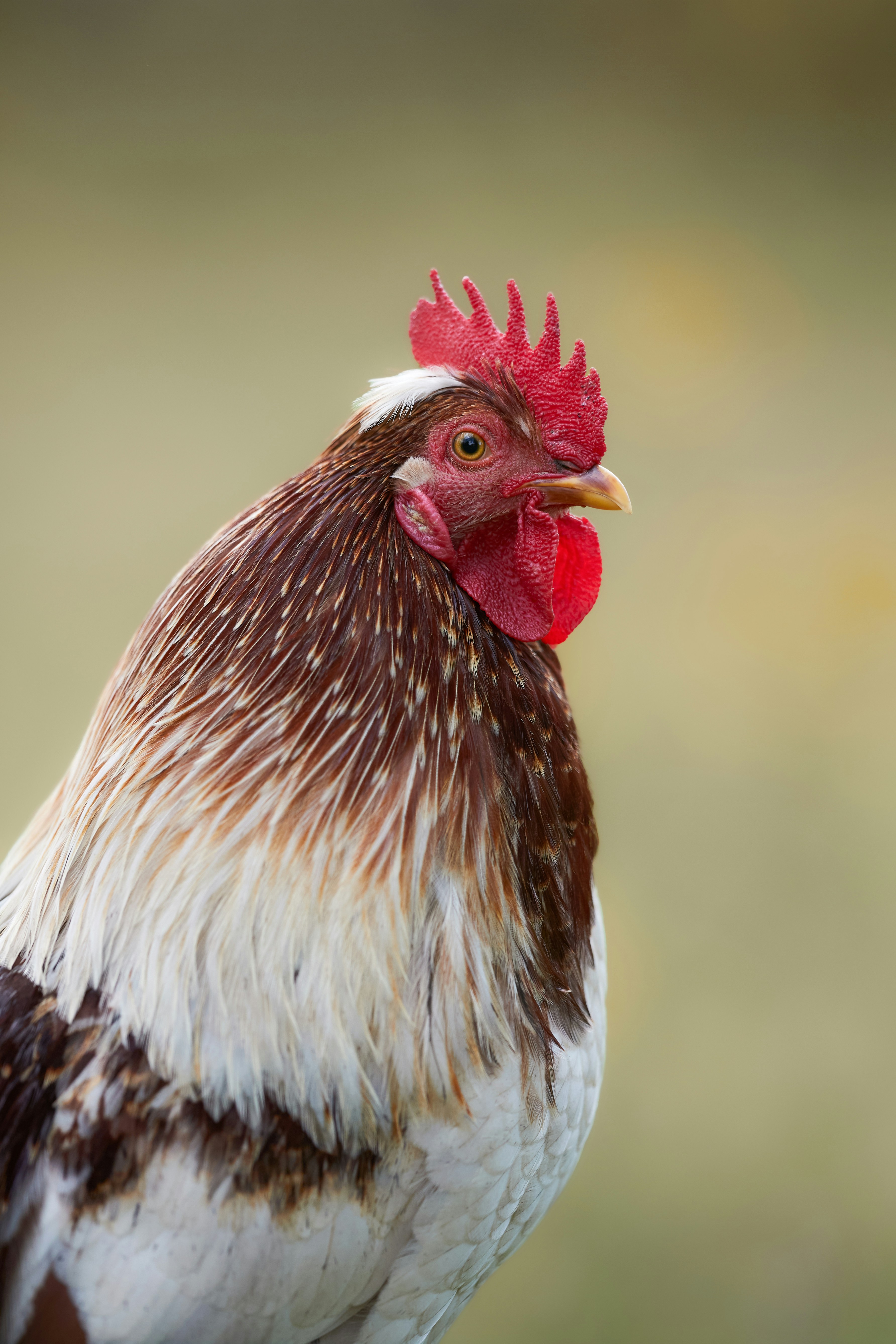 Red Comb, Quiet Gaze: A Hen in Close Portrait