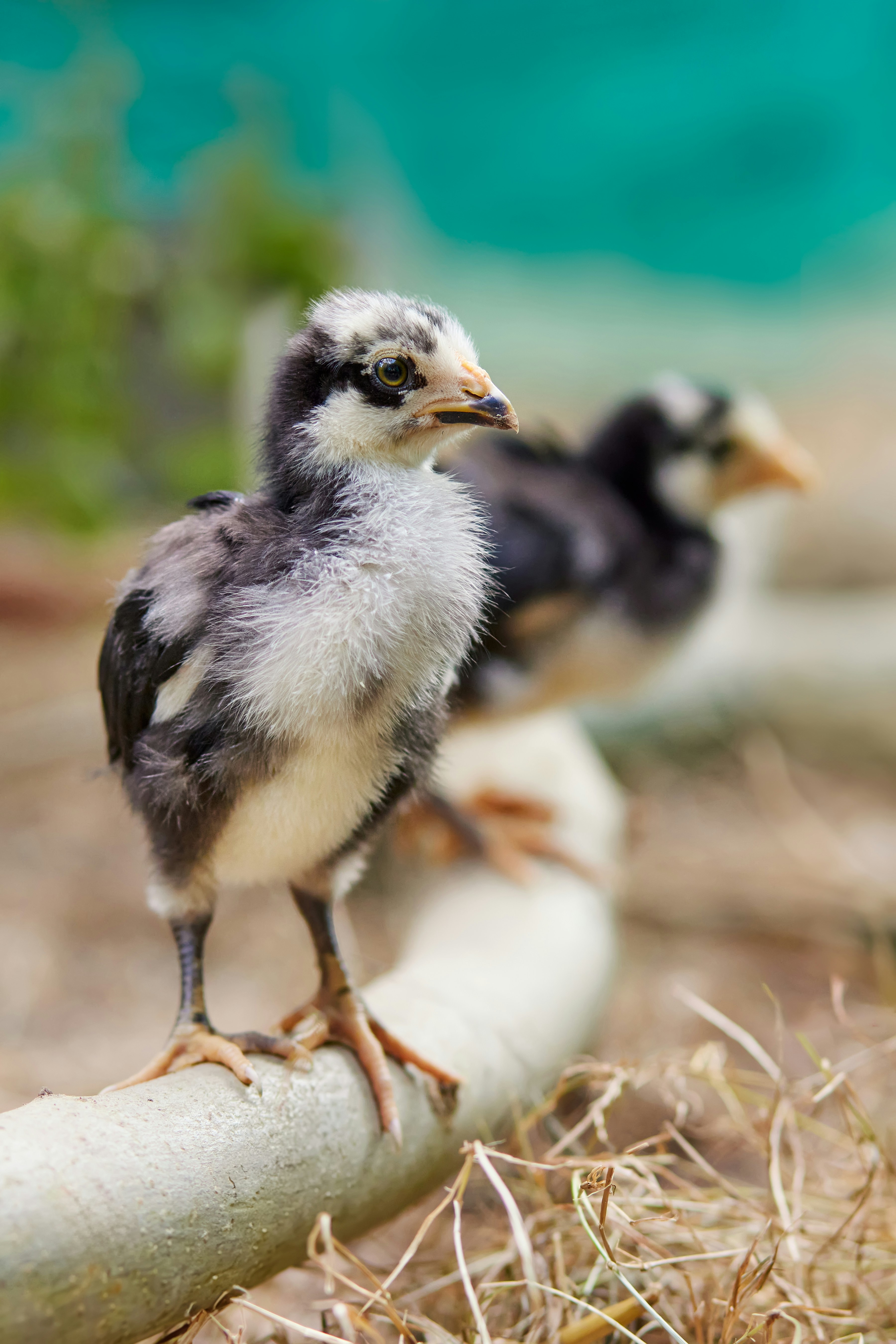 Curious Chicks on a Sunlit Branch