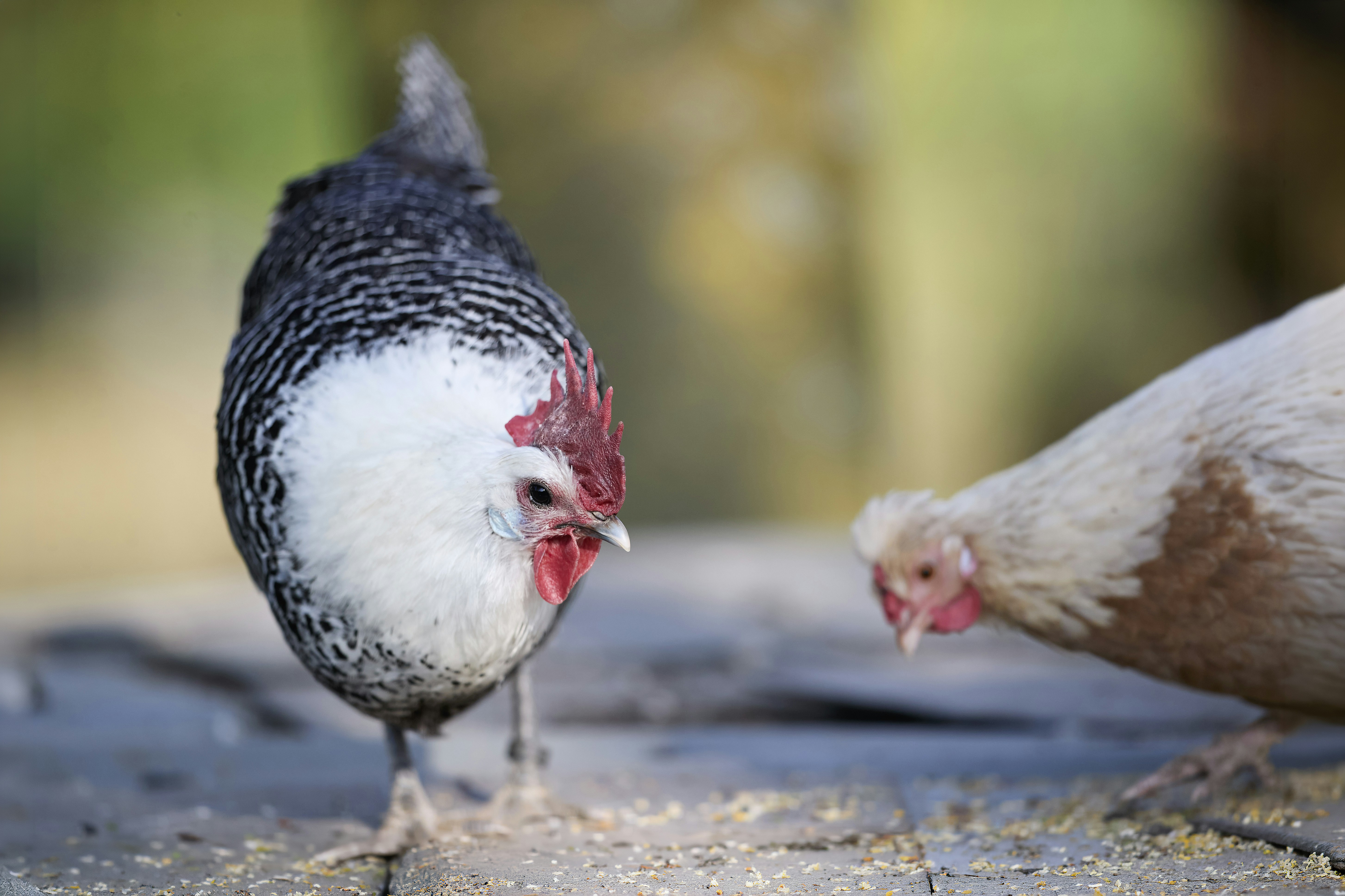 Close-up of a striking black and white chicken with a prominent red comb, looking directly at the viewer while another chicken forages in the blurred background. Natural light highlights their feathers.
