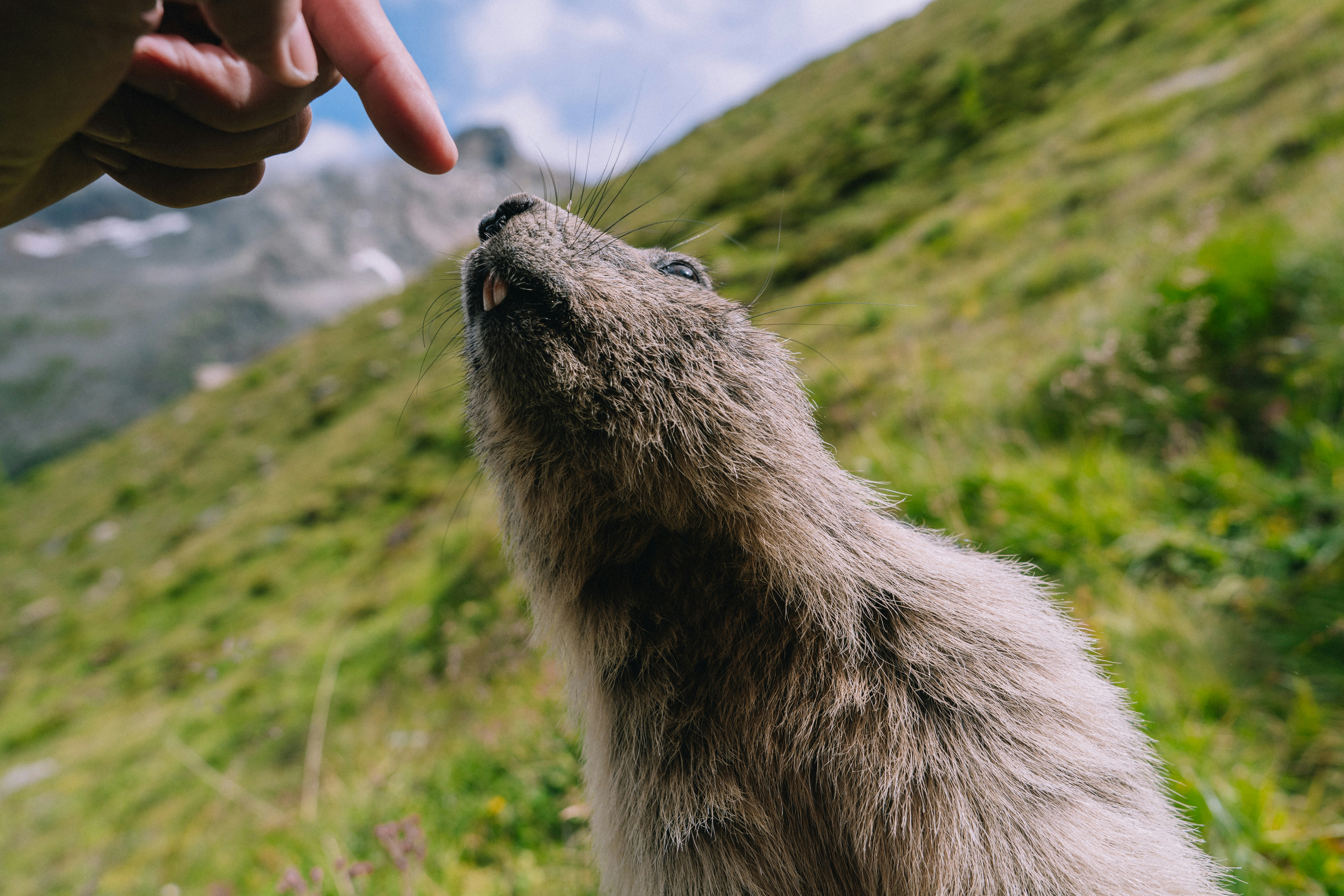 The Threshold of Tasting: Marmot Note