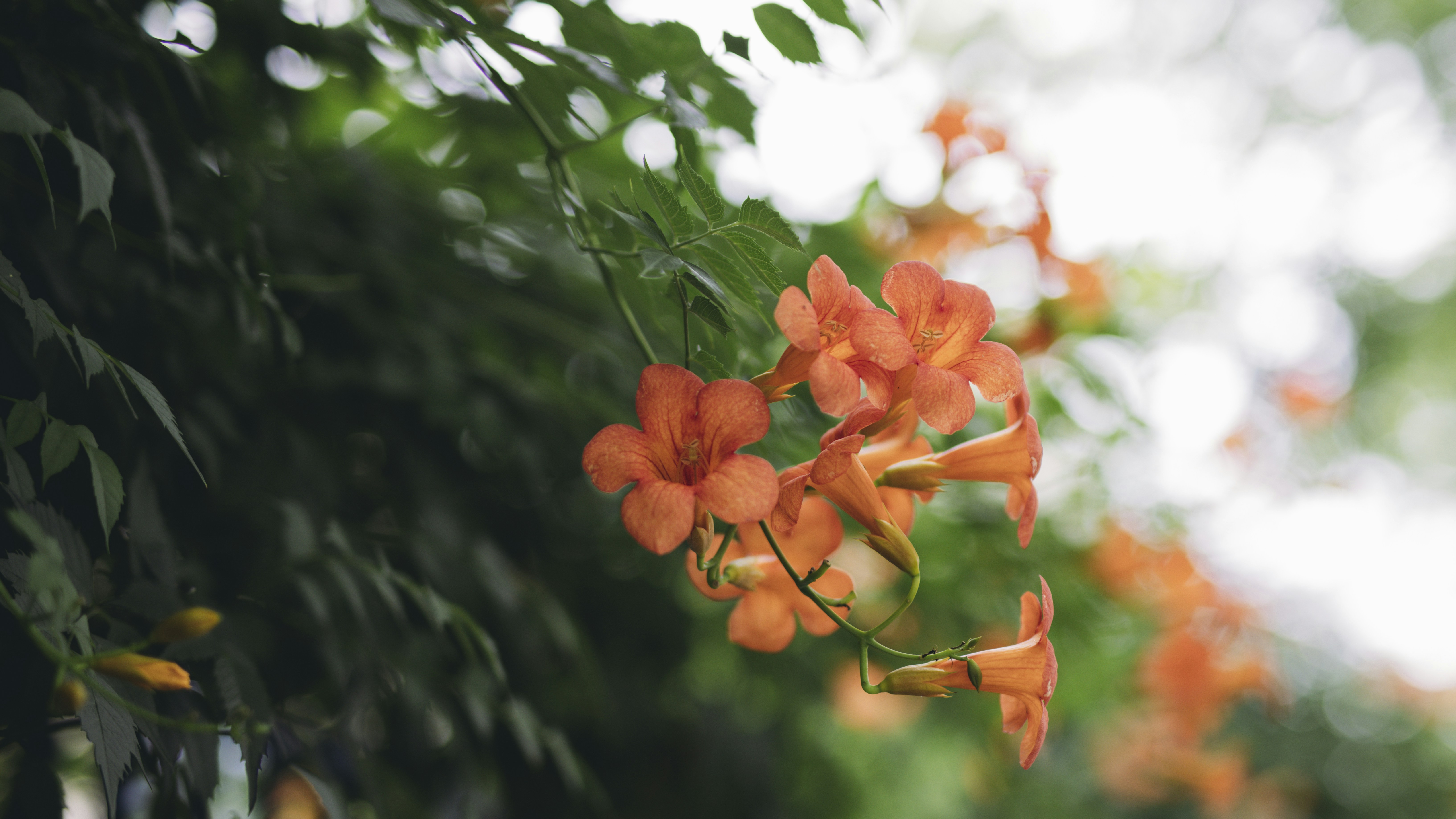 Orange trumpet blossoms emerge from a dark-green wall