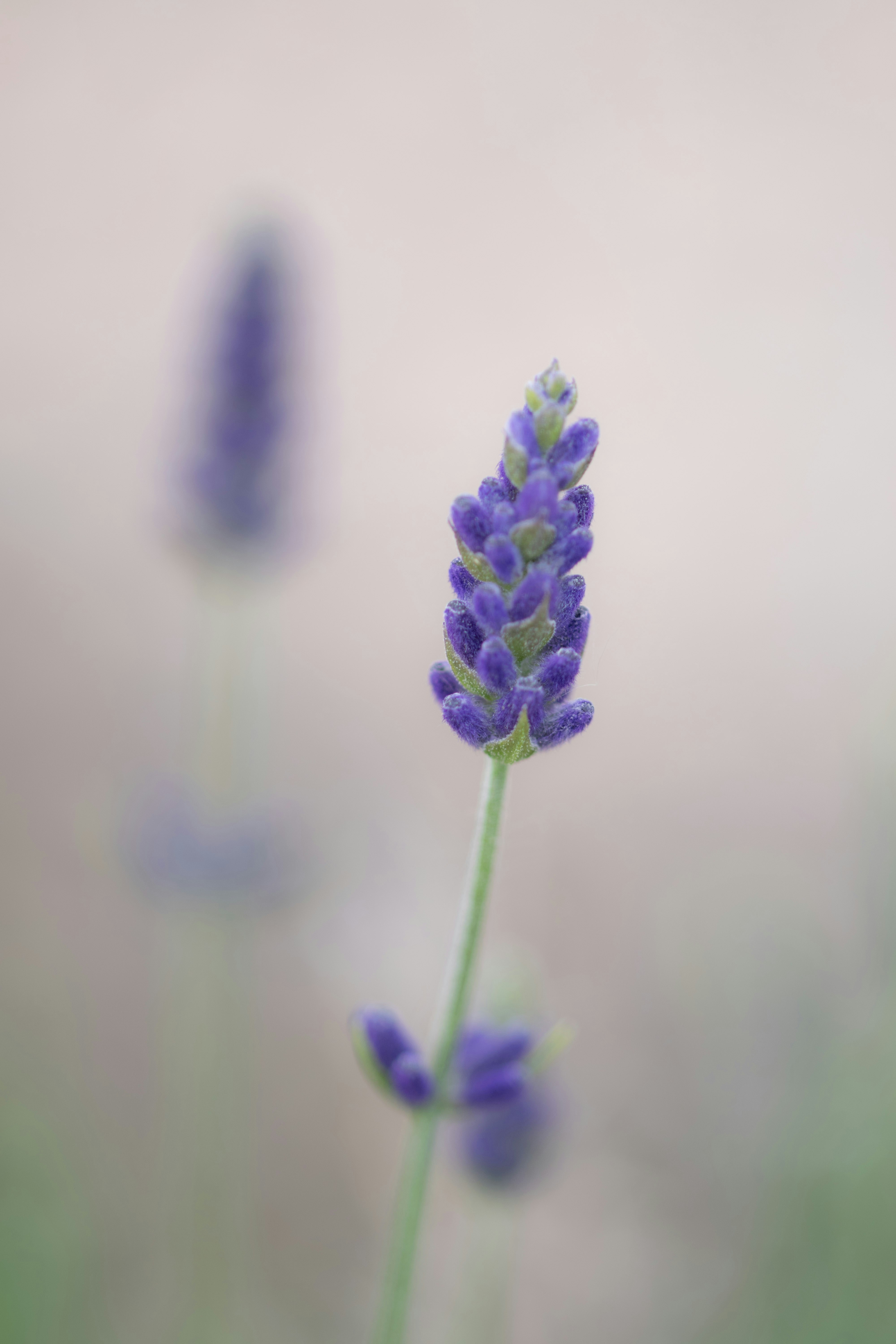 Close-up of a lavender spike in soft-focus meadow