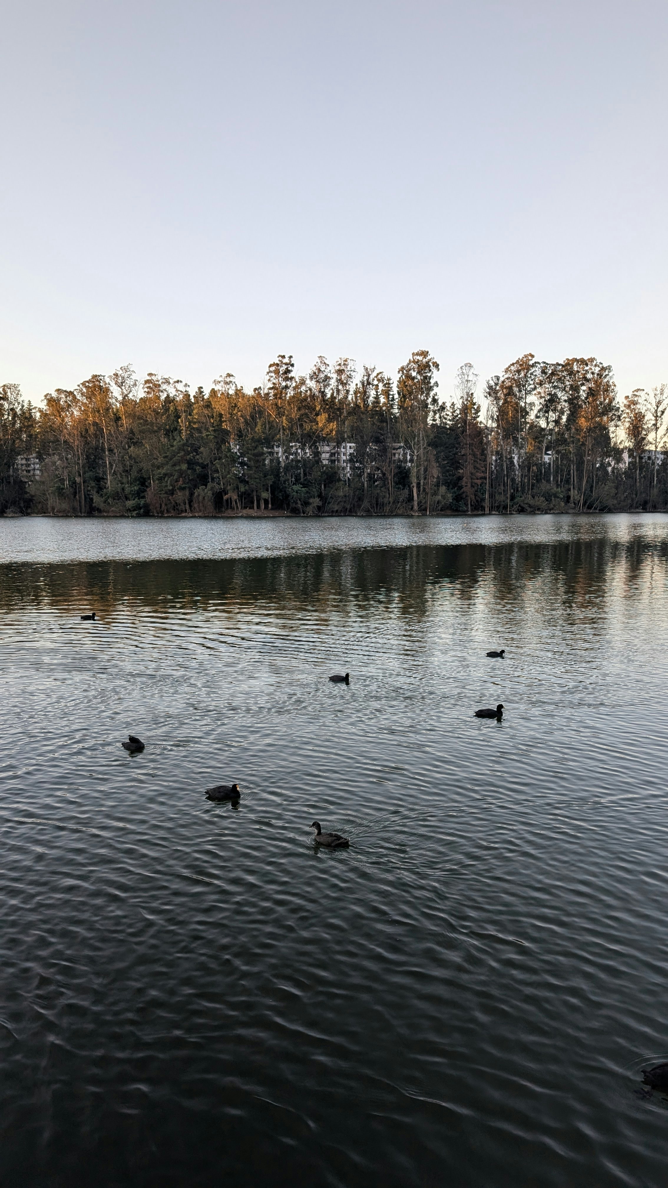 Dusk on the Lake: Geese Drift Across Quiet Currents
