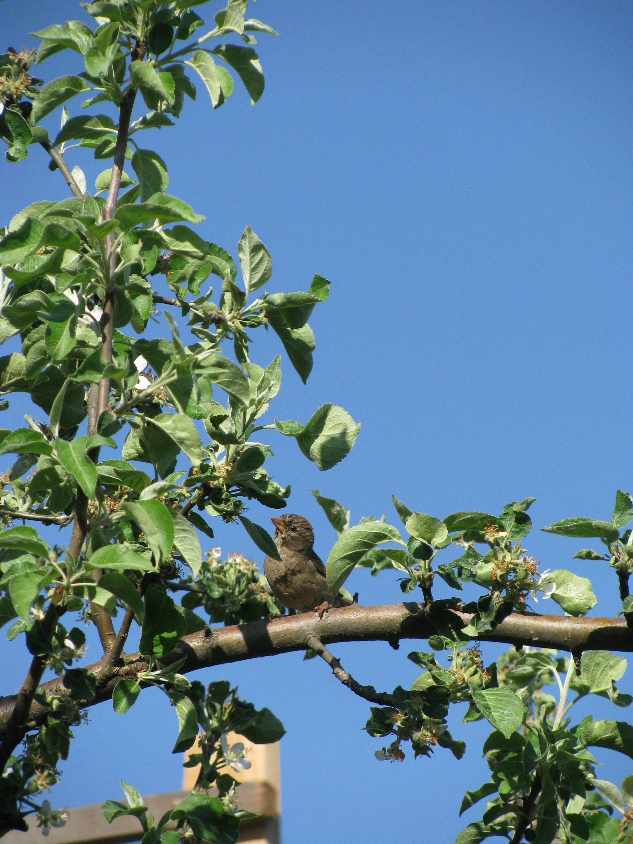 Perched Songbird Amid Fresh Spring Leaves Against a Clear Sky