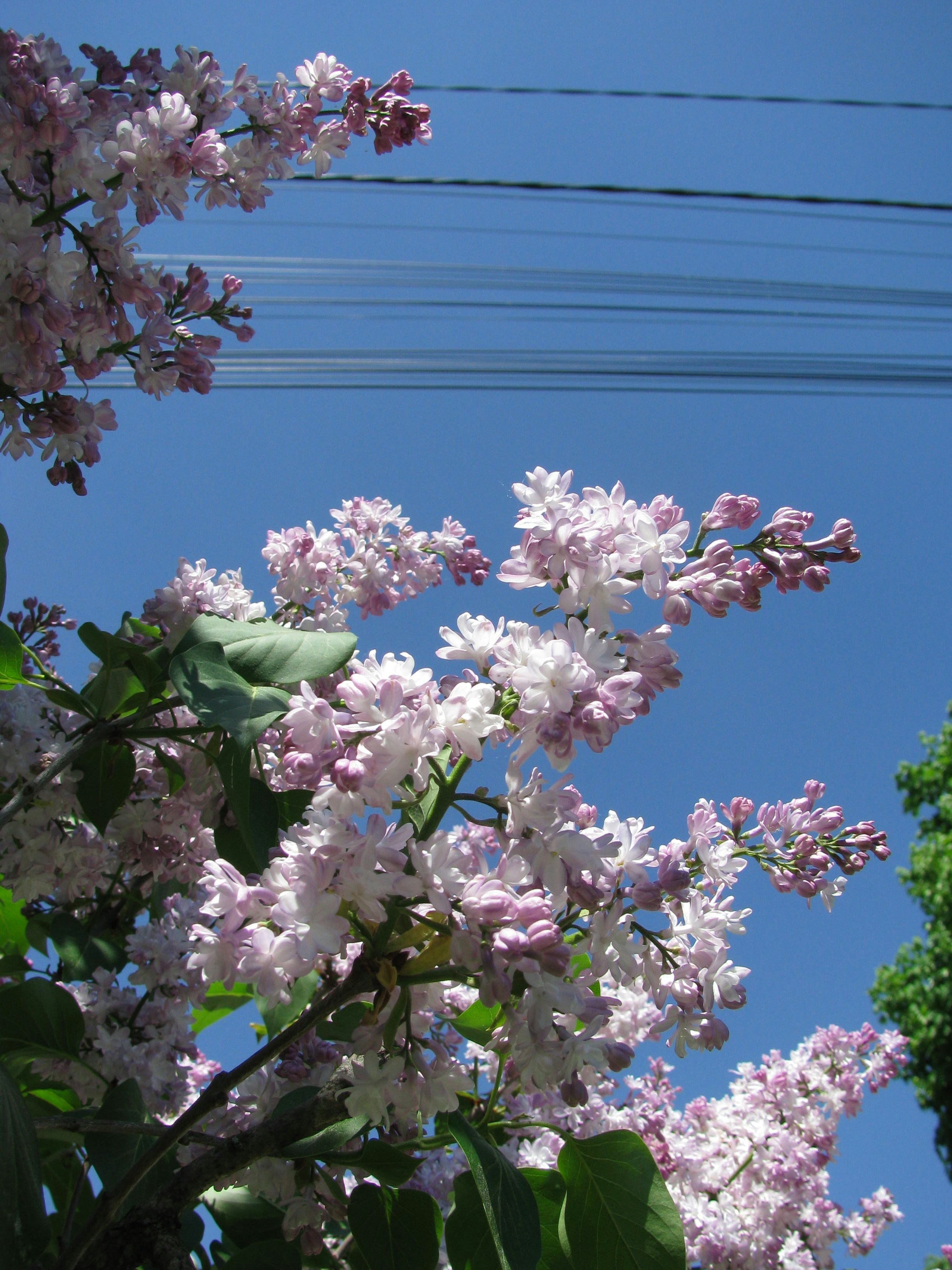 Blossoms Against a Clear Sky: Lilac Blooms Reach for Summer