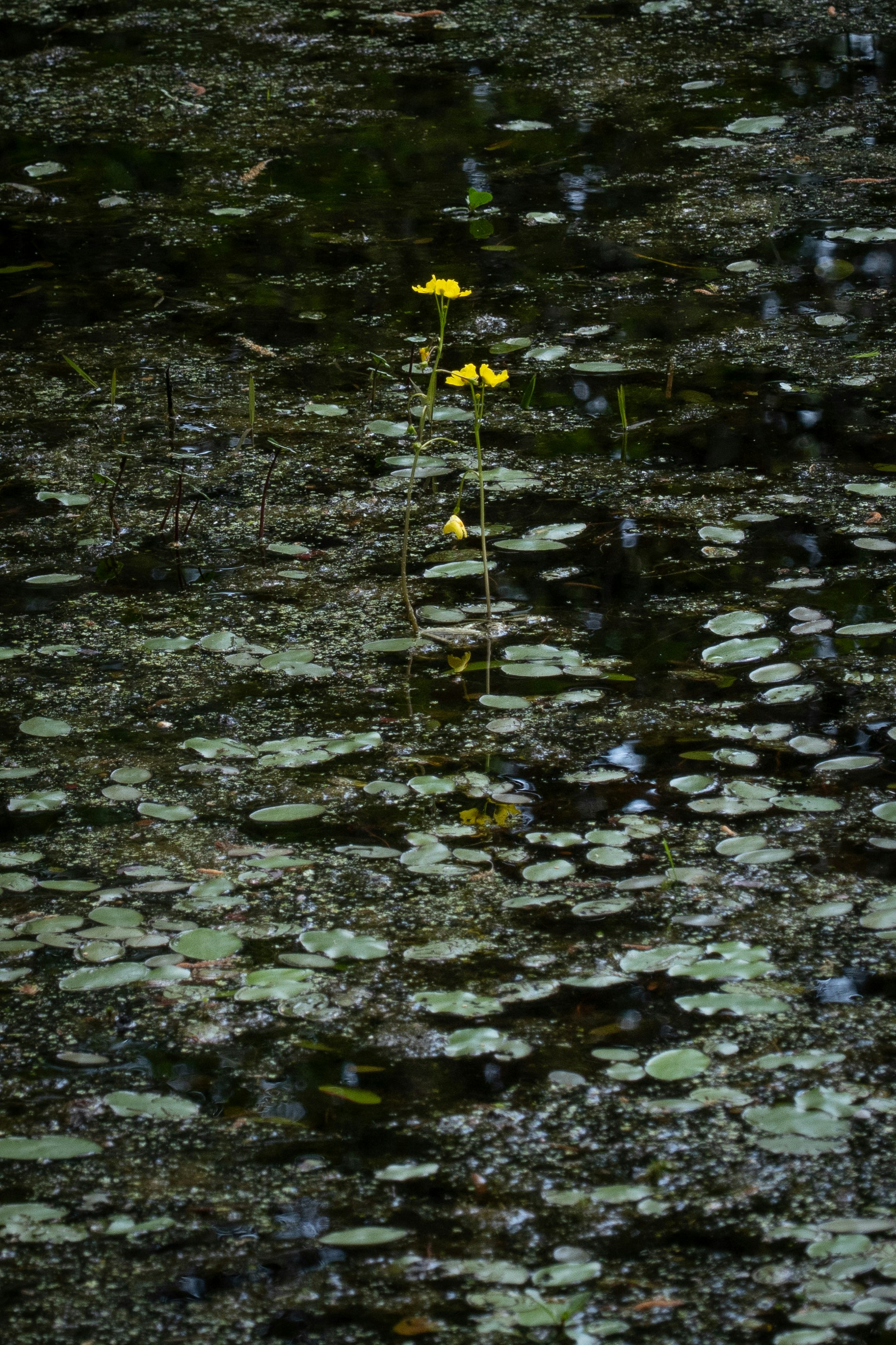 Three Yellow Spires Rising from a Murky Pond