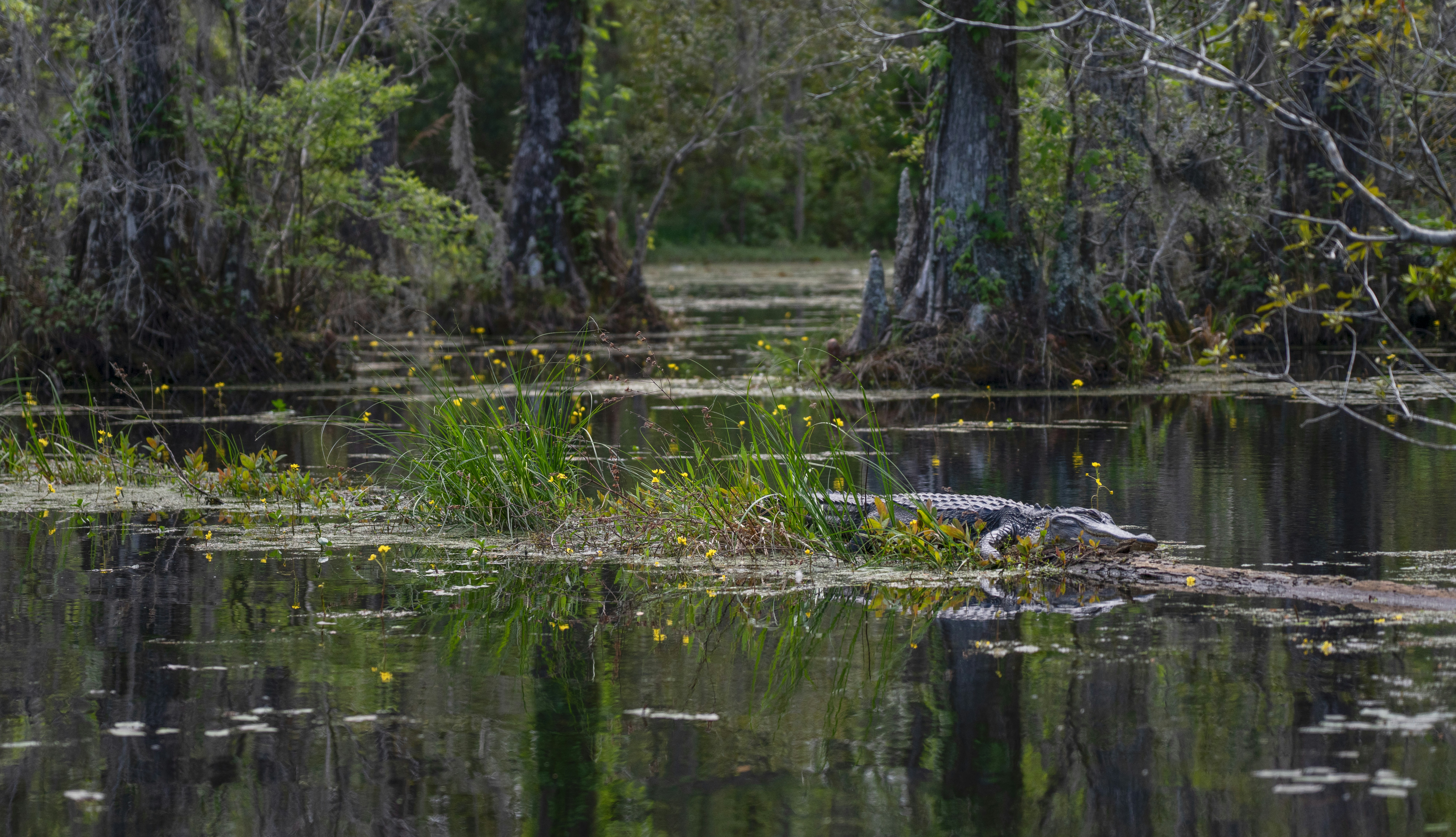 Whispering Reeds Across a Quiet Marsh