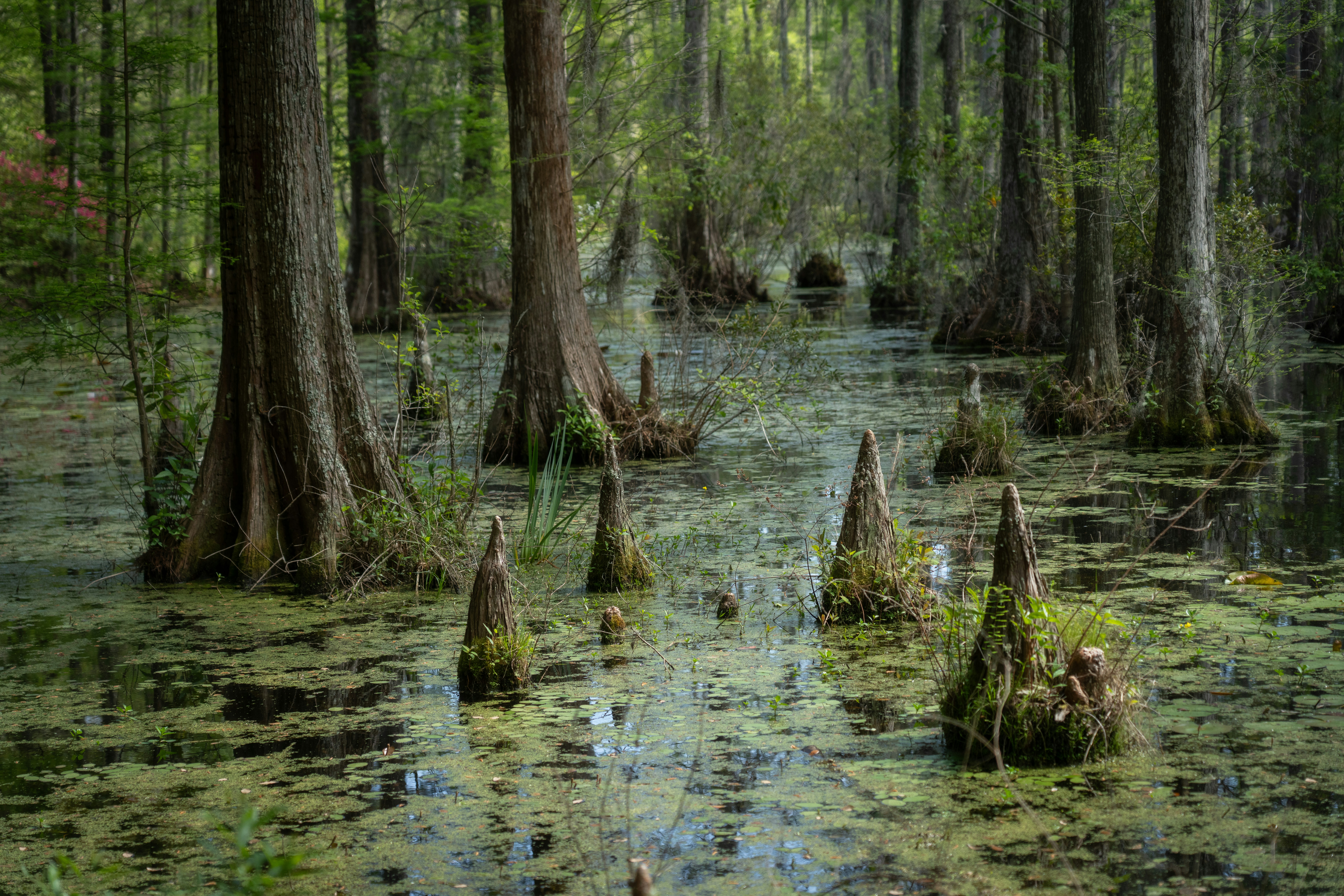 Cypress Sentinels in a Quiet Marsh
