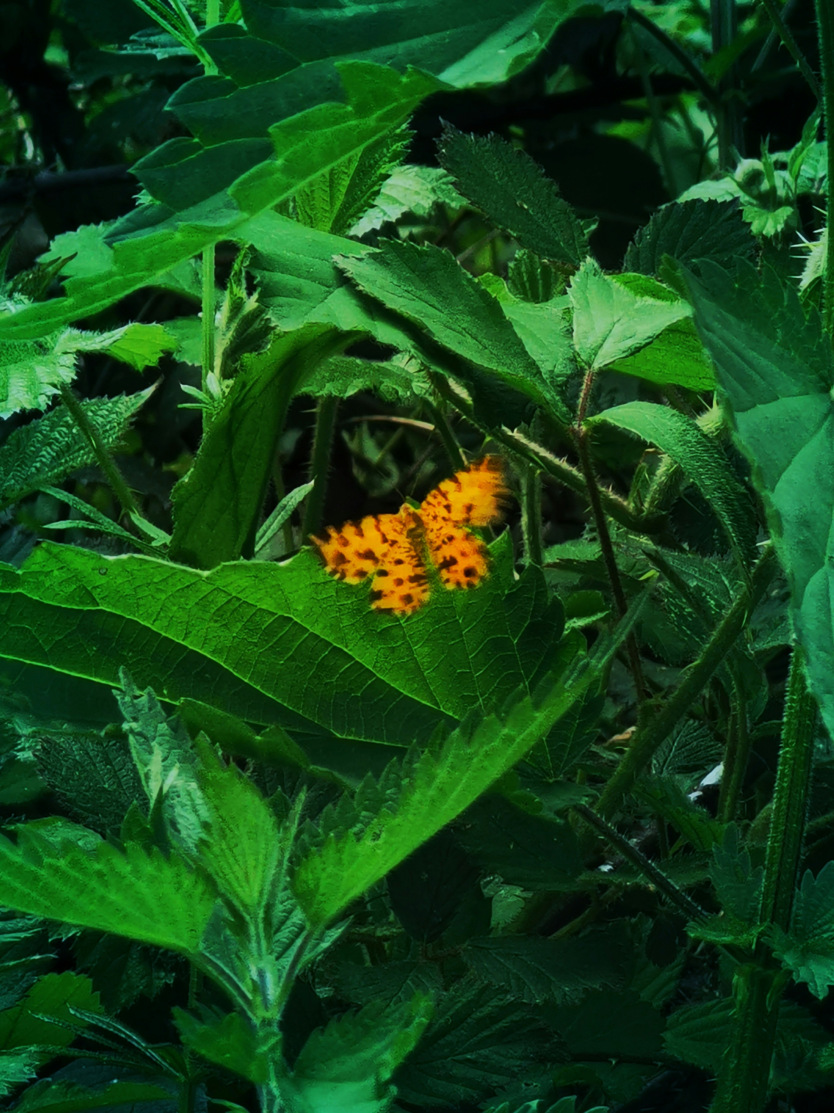 Vivid orange flower among dense green leaves and stems, with close-up texture and natural garden setting.