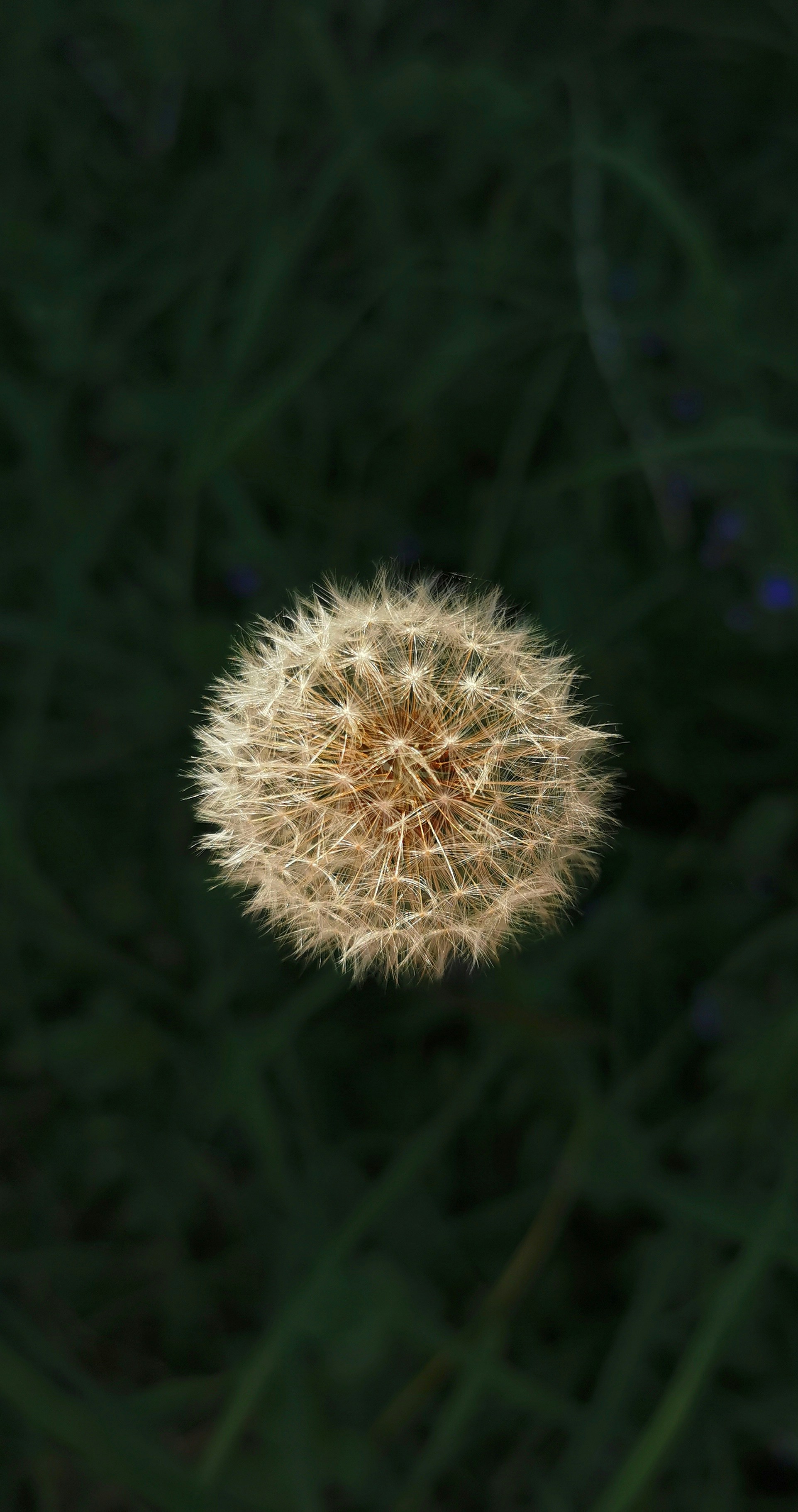 Golden Puff: a close-up of a dandelion seed head against dark grass