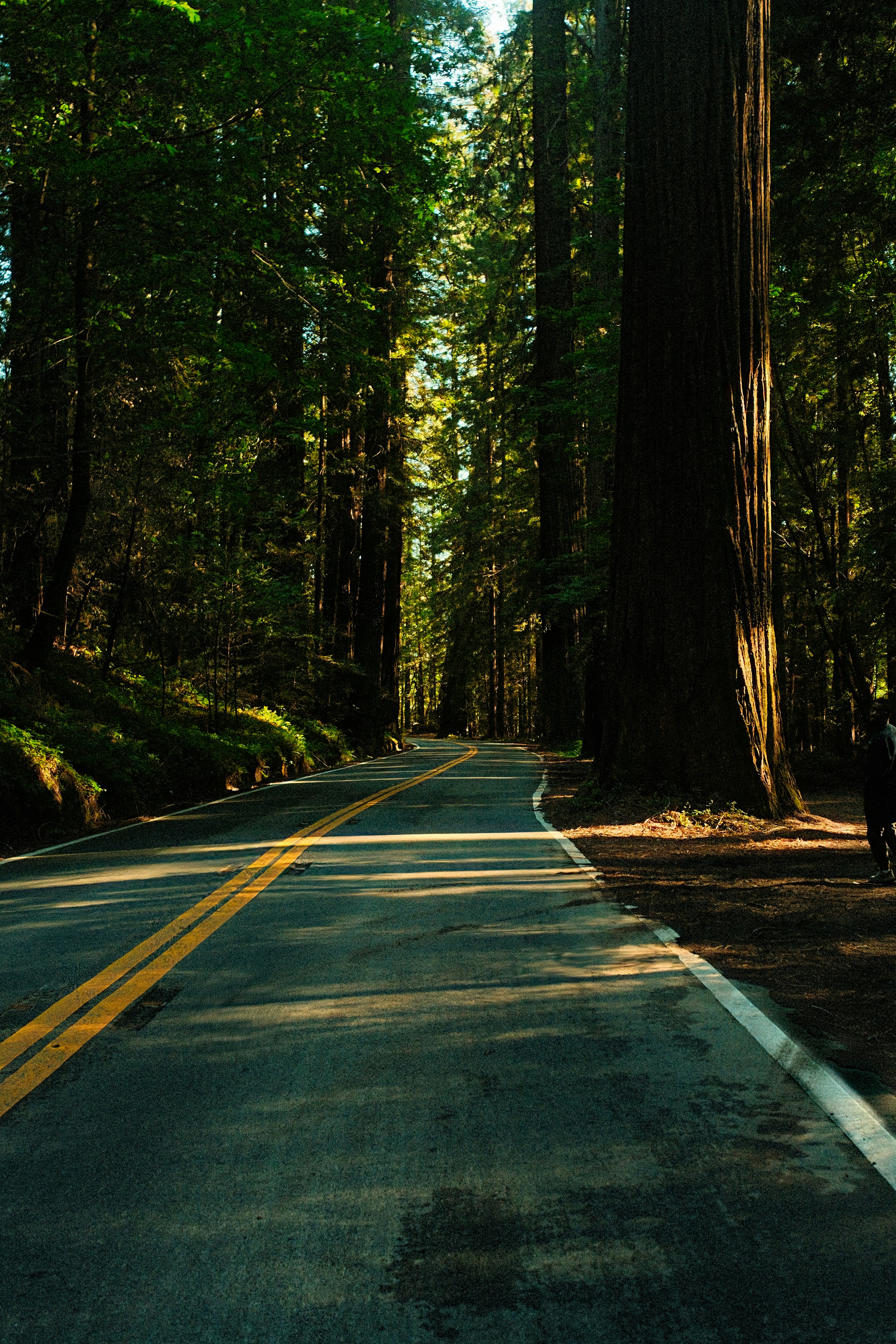 A two-lane road winds through a towering grove of coast redwoods, its double yellow line drawing the eye deep into the forest. Late afternoon light filters through the dense canopy, dappling the asphalt and catching the immense, fluted trunks that rise far beyond the frame. A lone figure stands at the road's edge, dwarfed by the scale of the ancient trees.