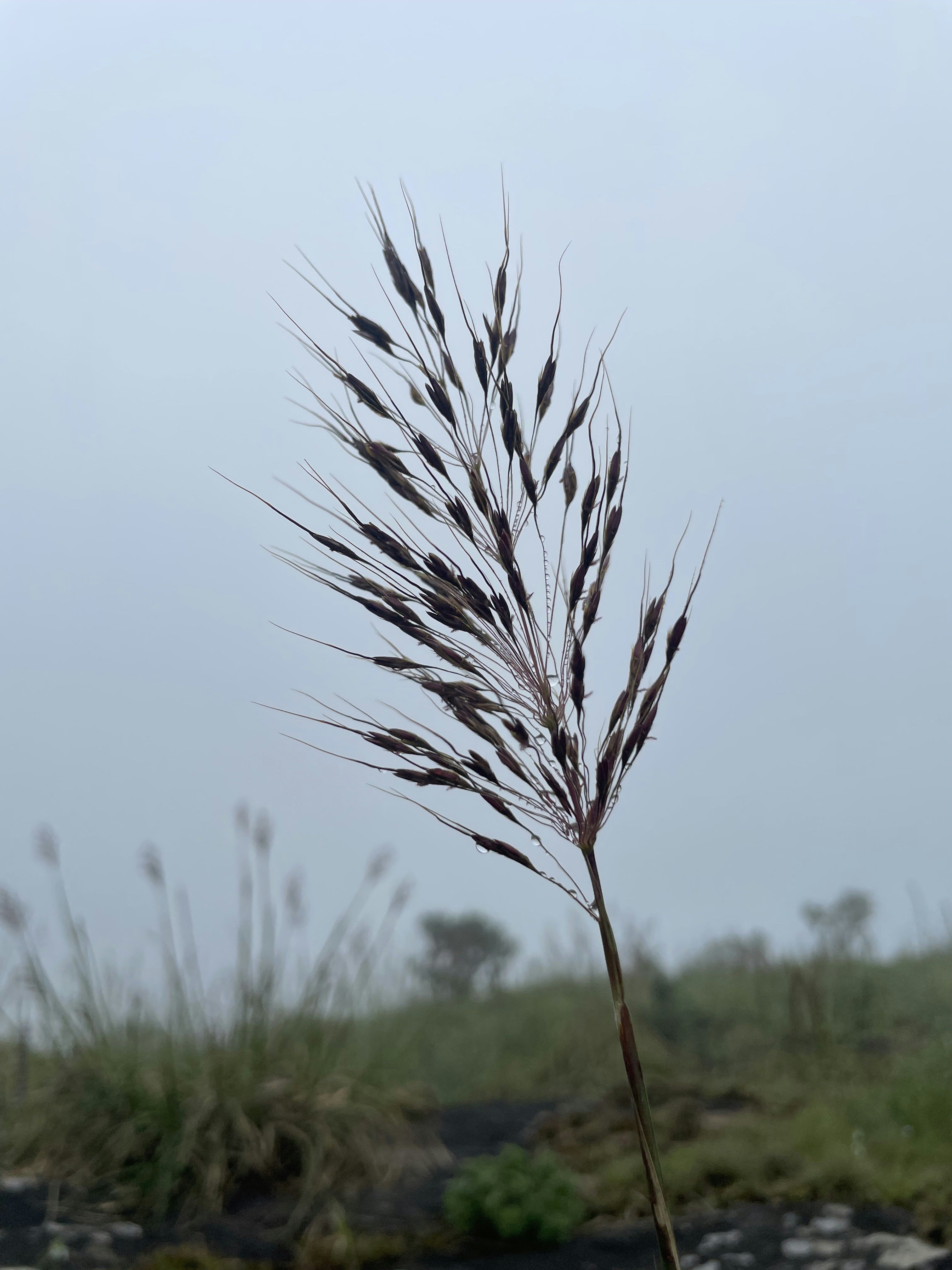 Wind-Whisper Grass in Soft Morning Light