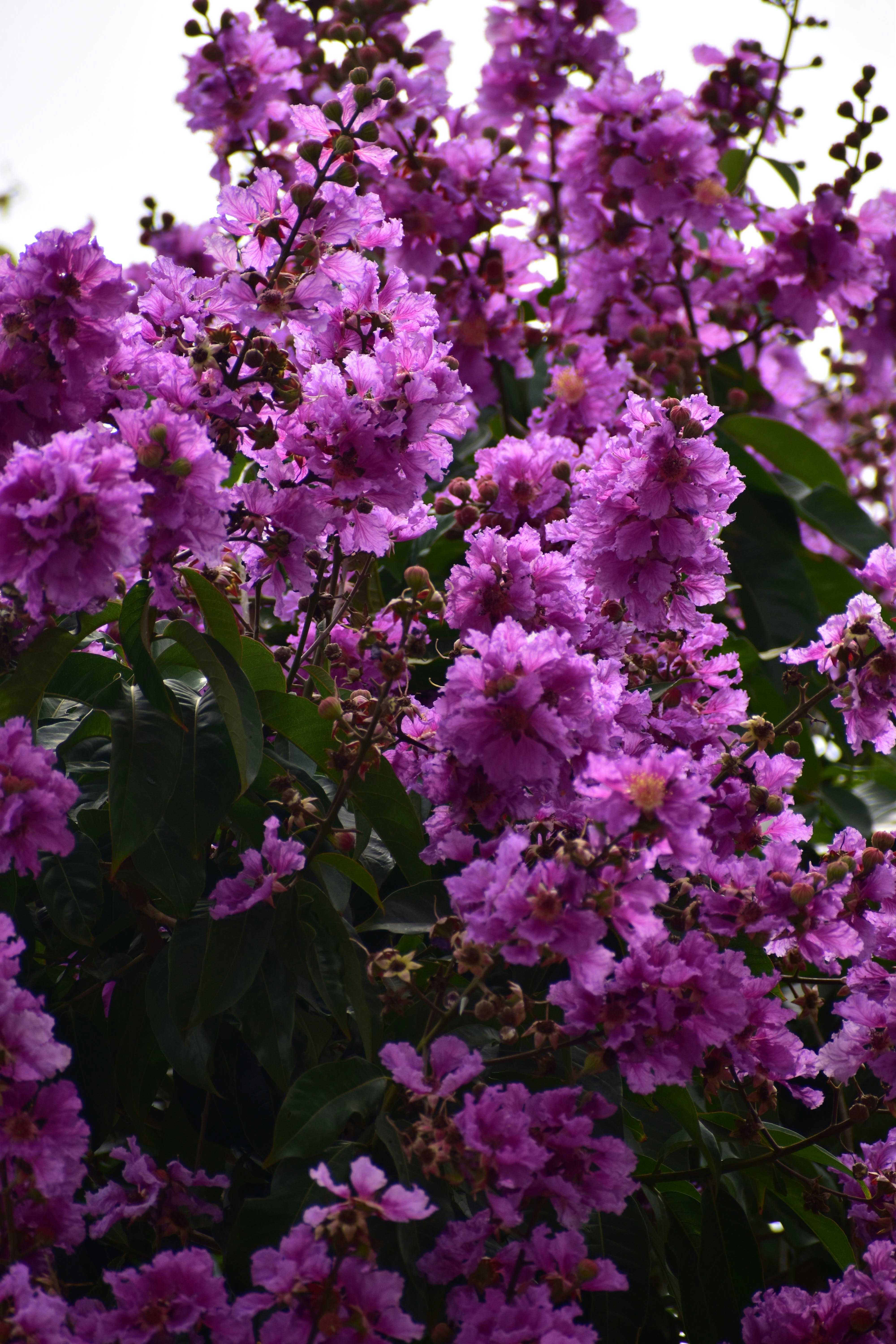 Purple Cascade: Blooms in Full Sun