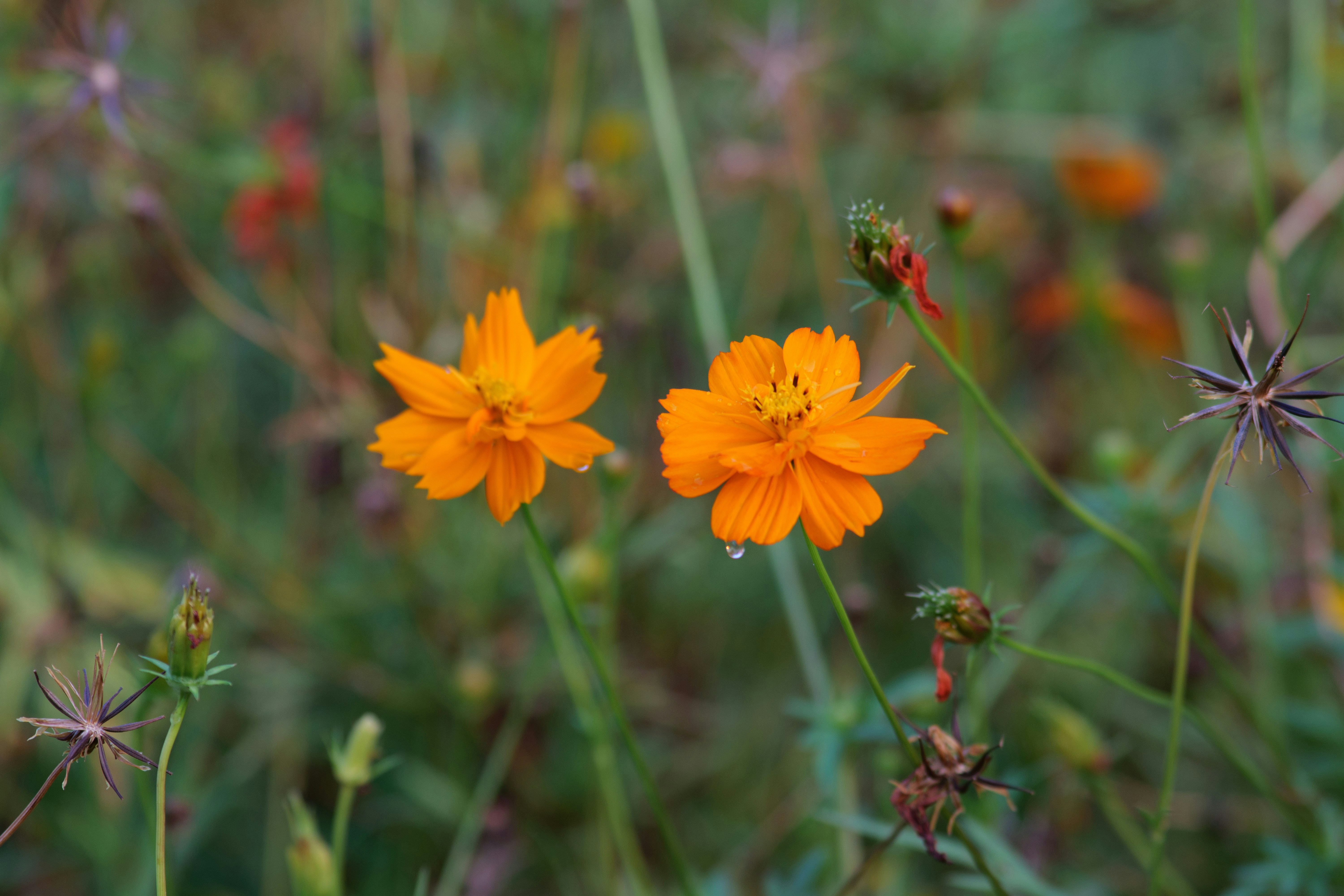 Orange Bloom in a Tangle of Wild Grass