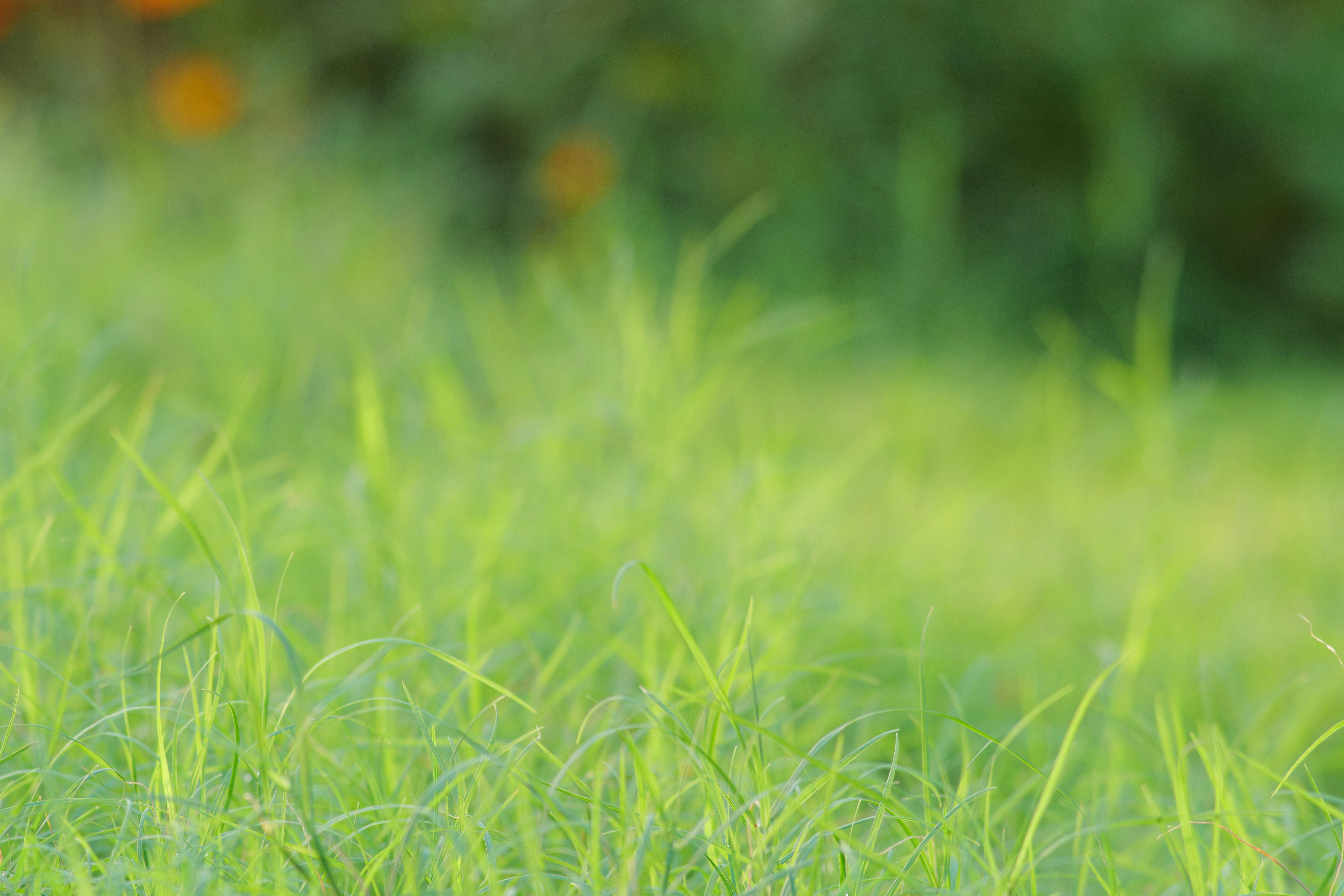 Morning Grassfield: Soft Light on Emerald Blades