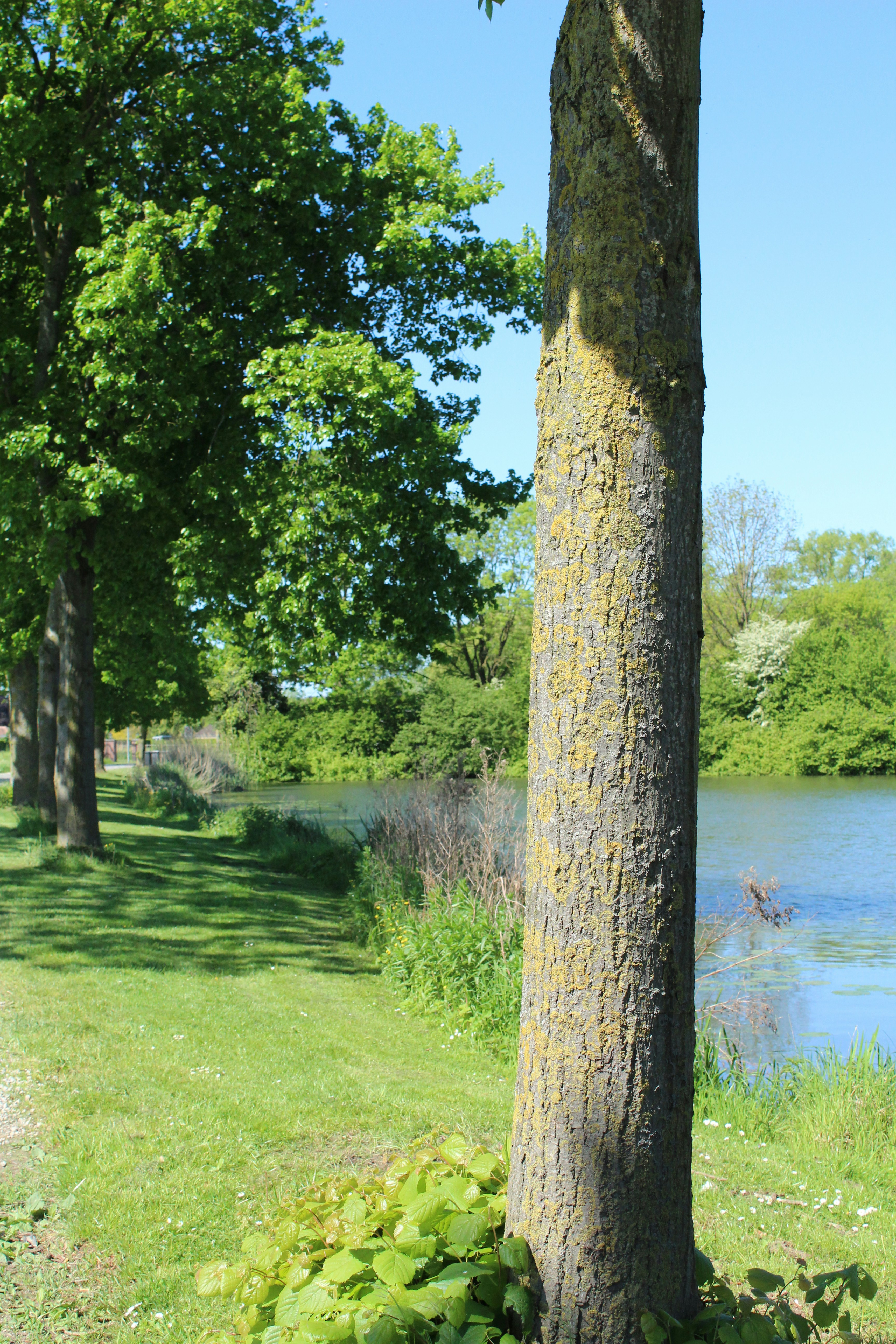 Shade and Lake Walk: A Tree-Lined Path by Calm Waters