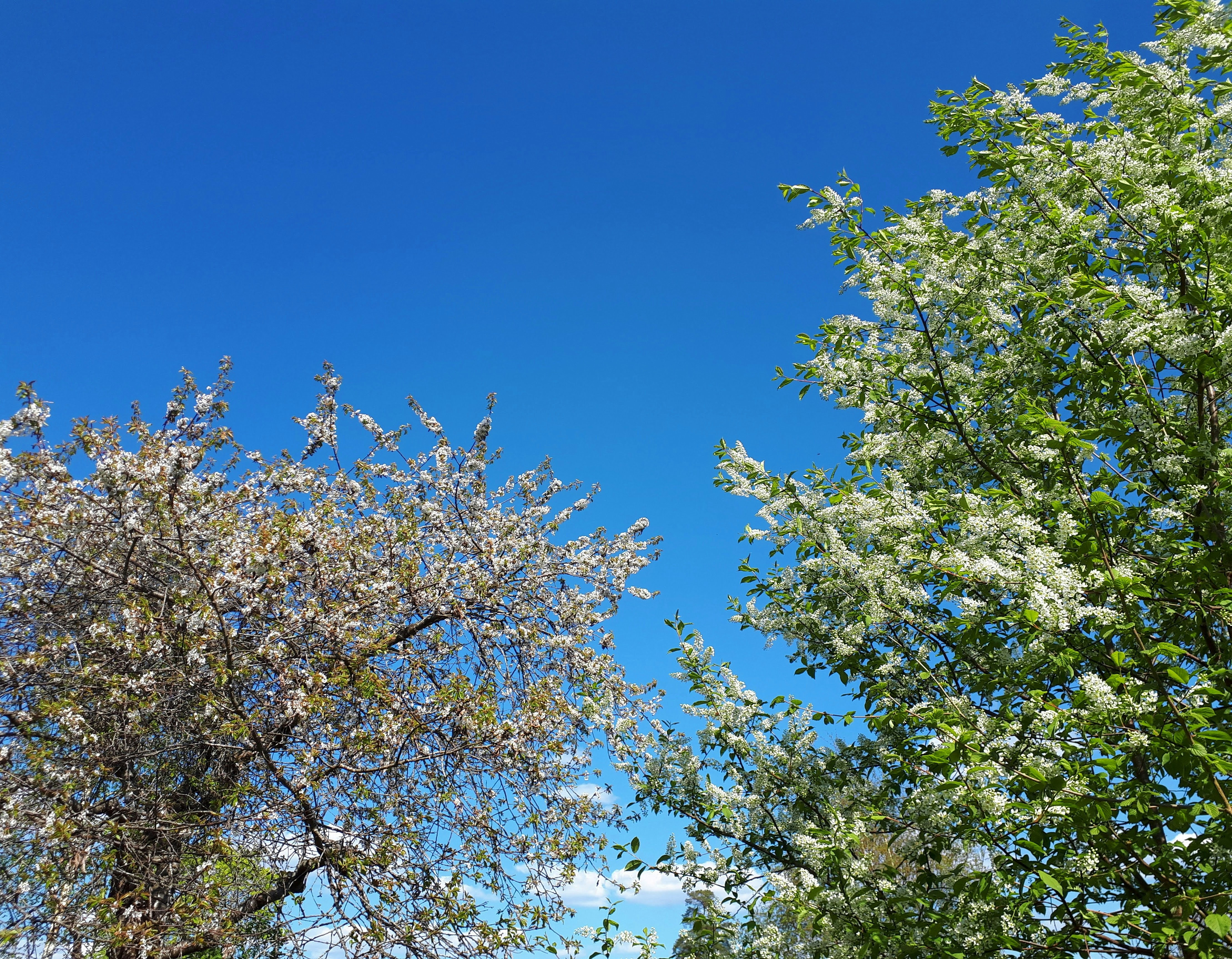 Blossoms Against a Bold Blue Sky