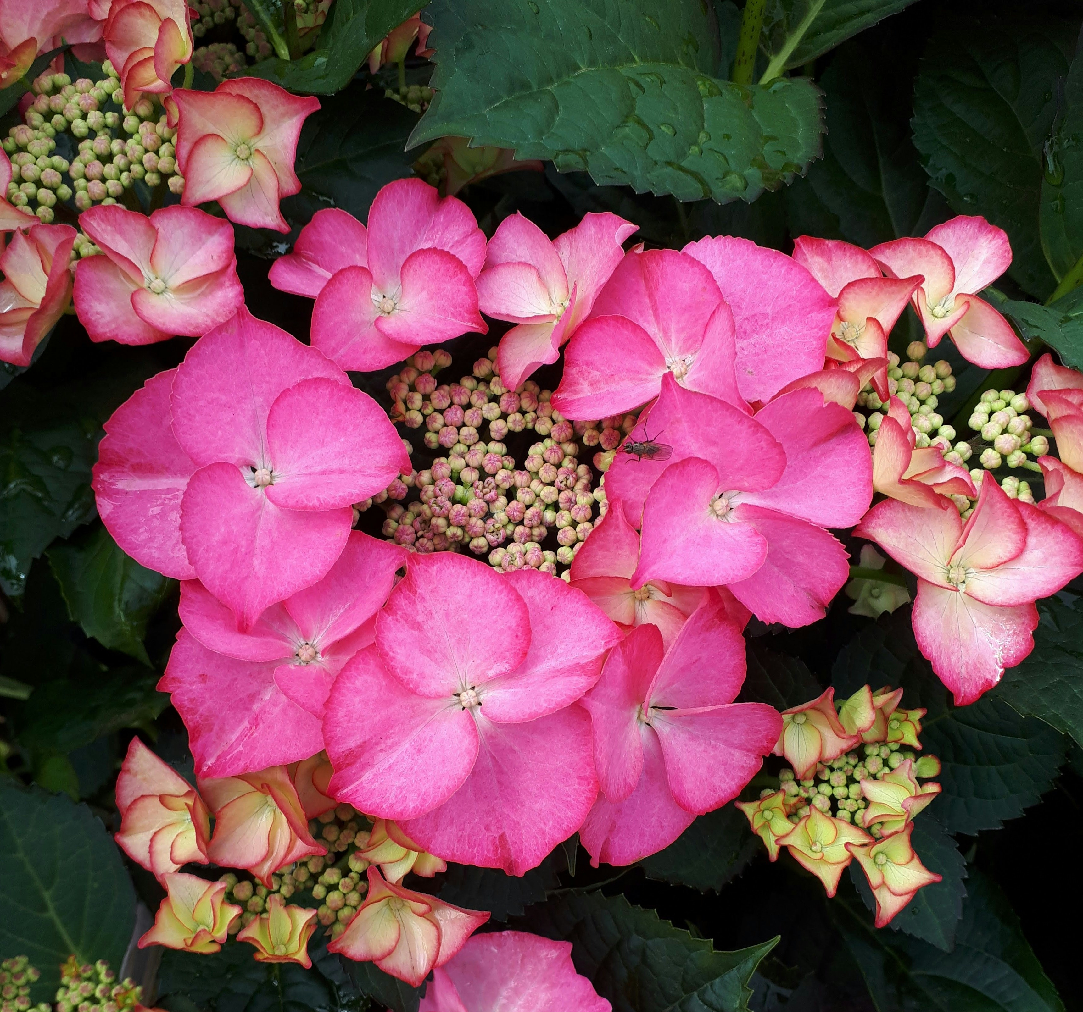 Rosy Hydrangea Bloom Cluster: A Vivid Crown of Pink Petals