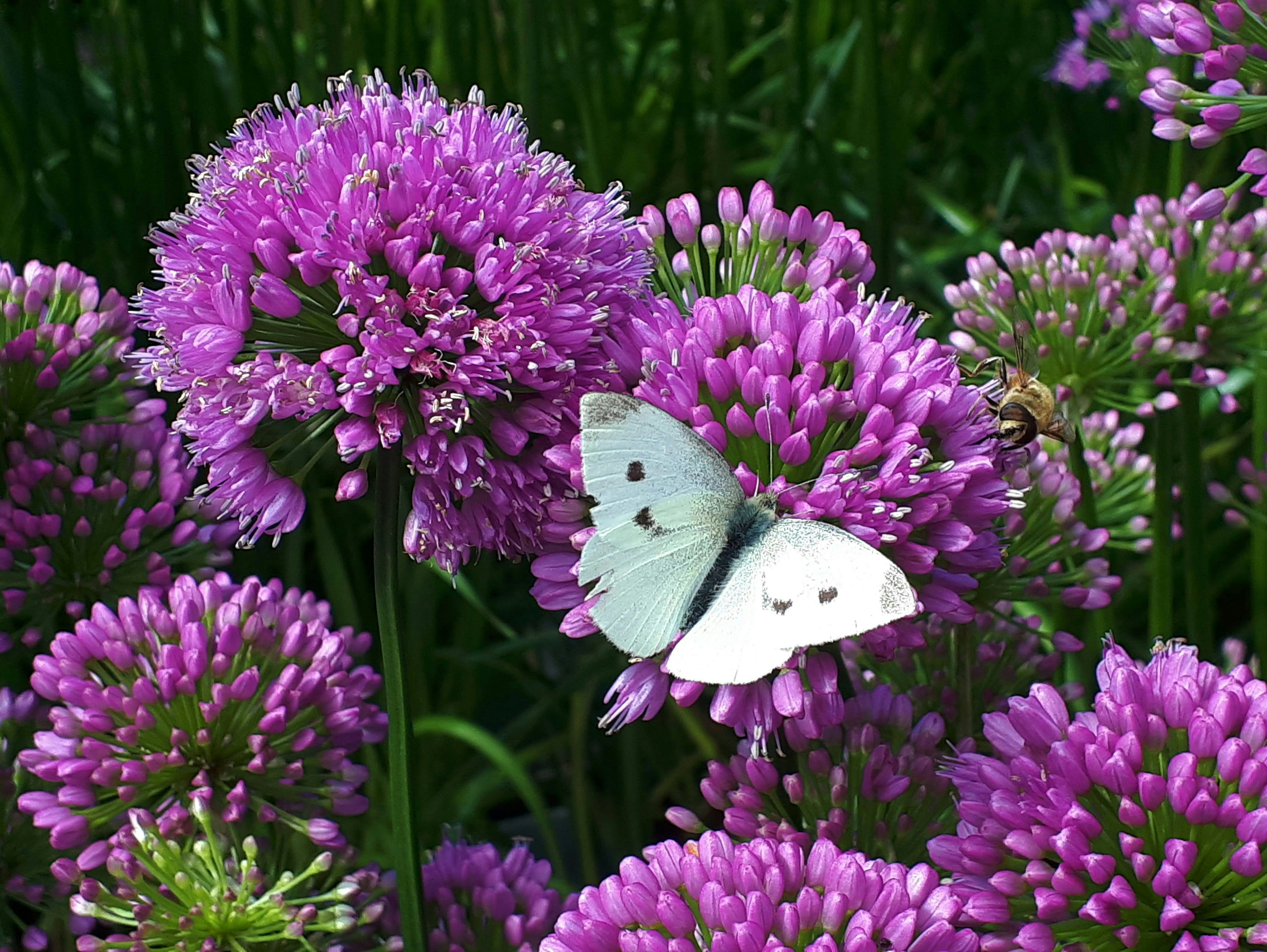 Azure Butterfly on Velvet Purple: a close-up among alliums