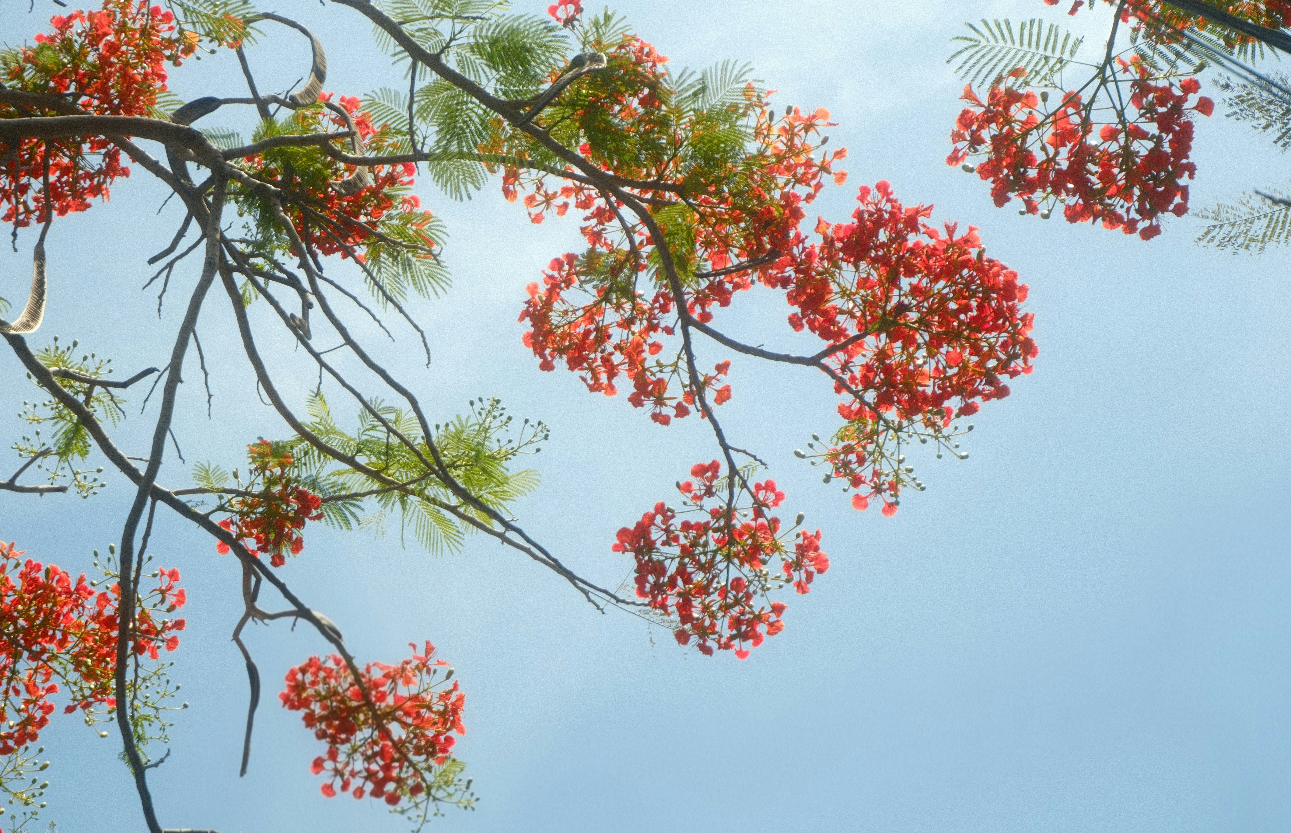 Sunlit Fuchsia Canopy: Low-Angle View Into Blooming Branches