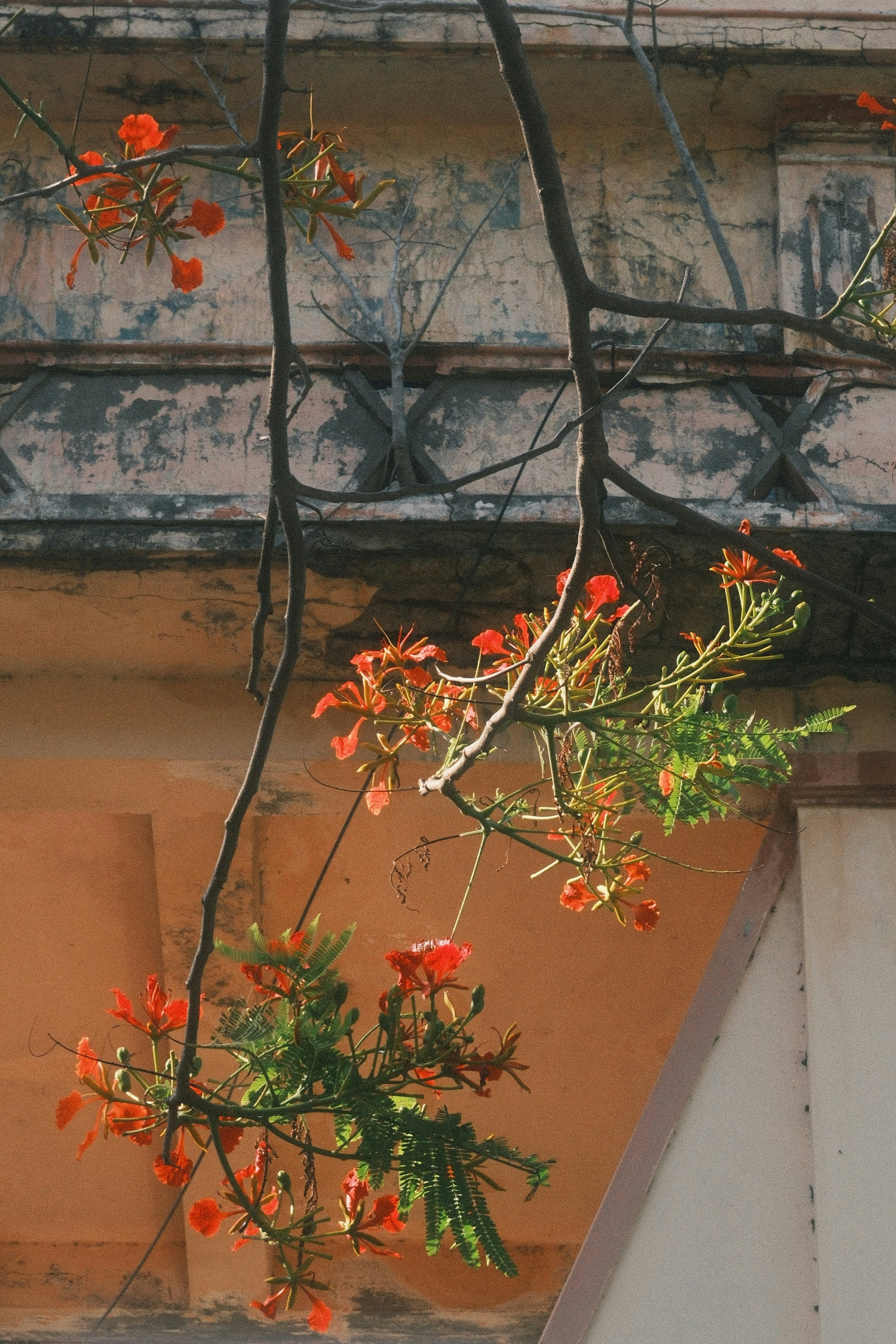 Cascading Orange Blooms Against Weathered Street Facade