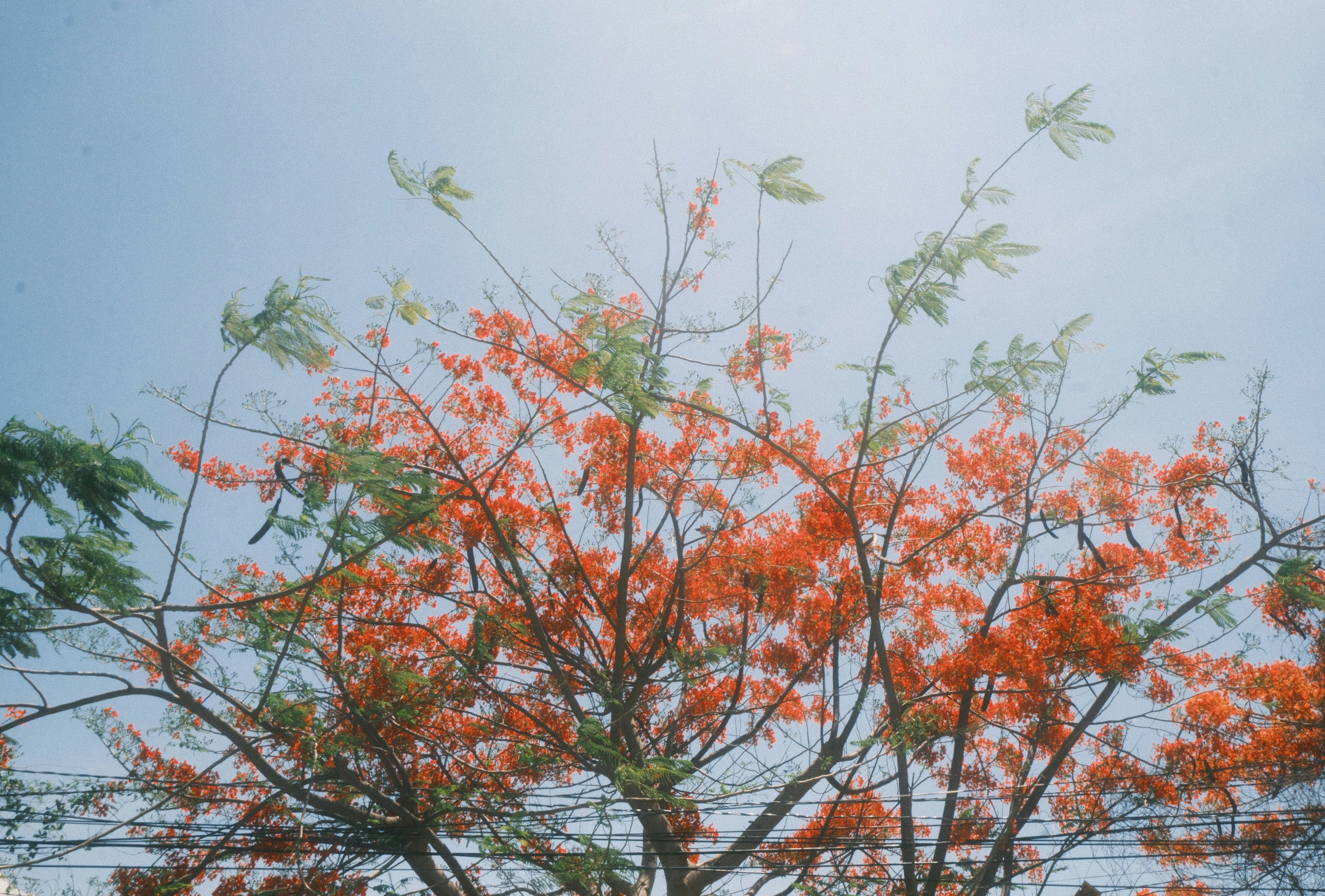 Orange Canopy Reaching Toward a Clear Sky