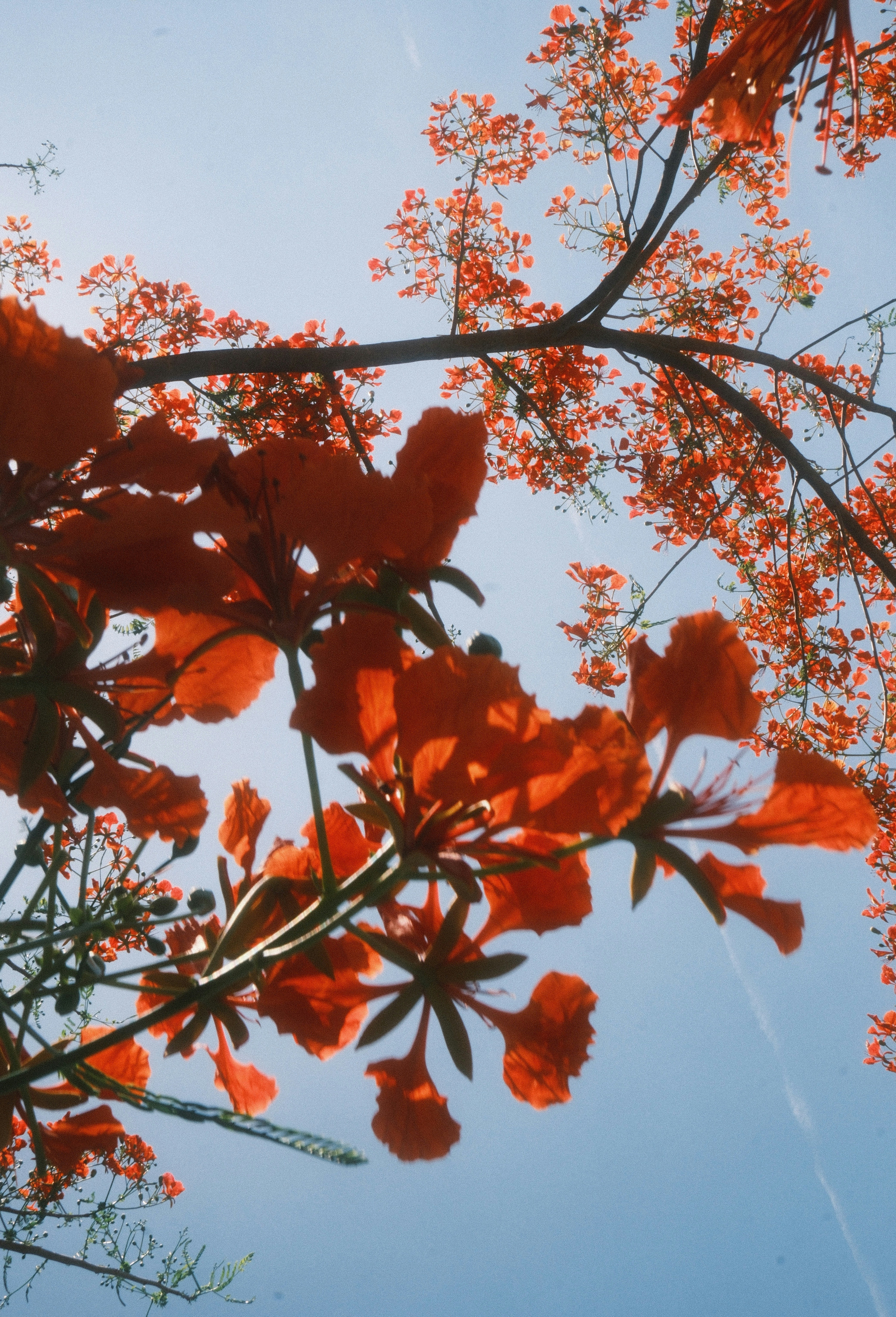 Crimson Canopy Seen Through Bright Spring Sky
