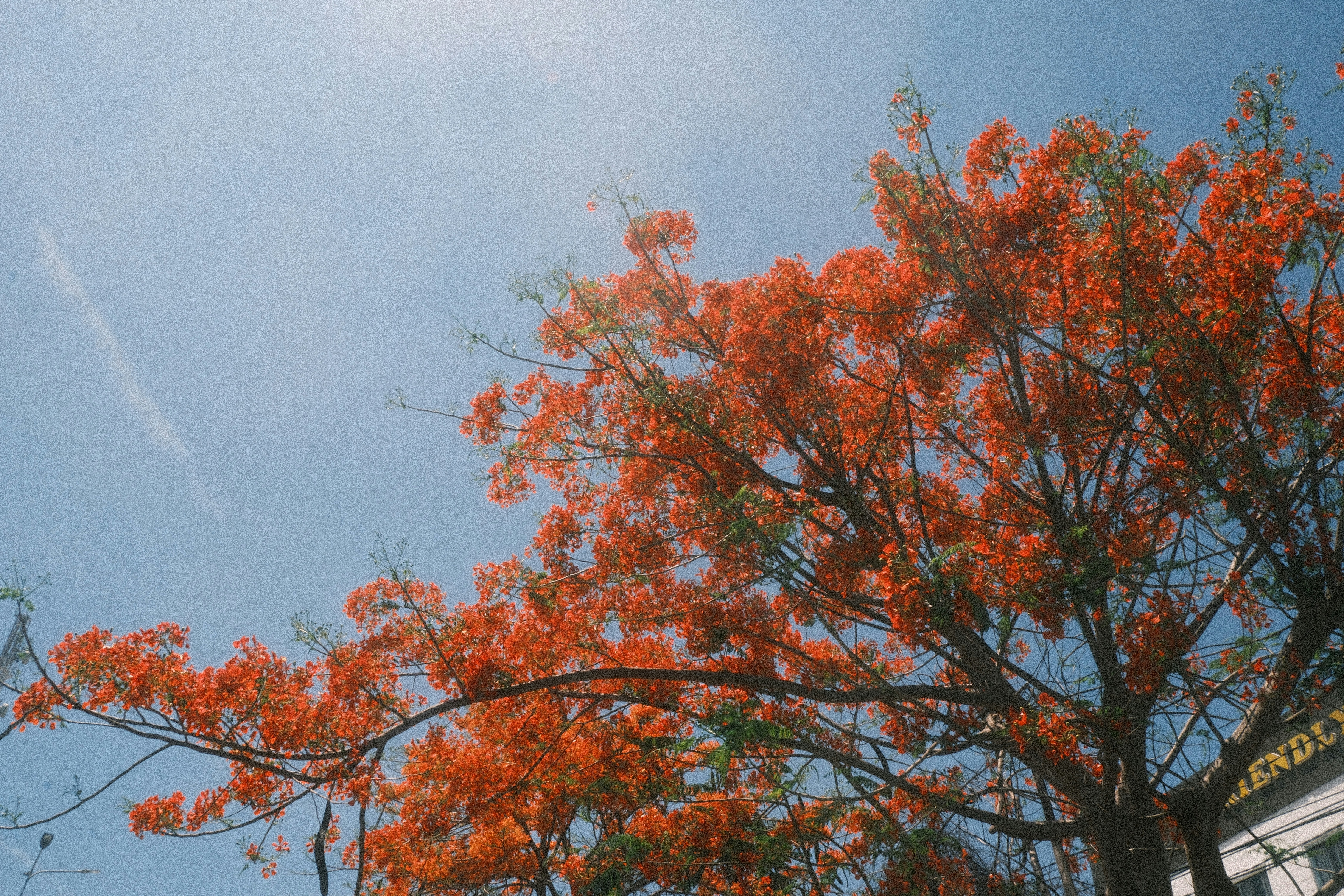 Orange Canopies Reach for a Cheerful September Sky