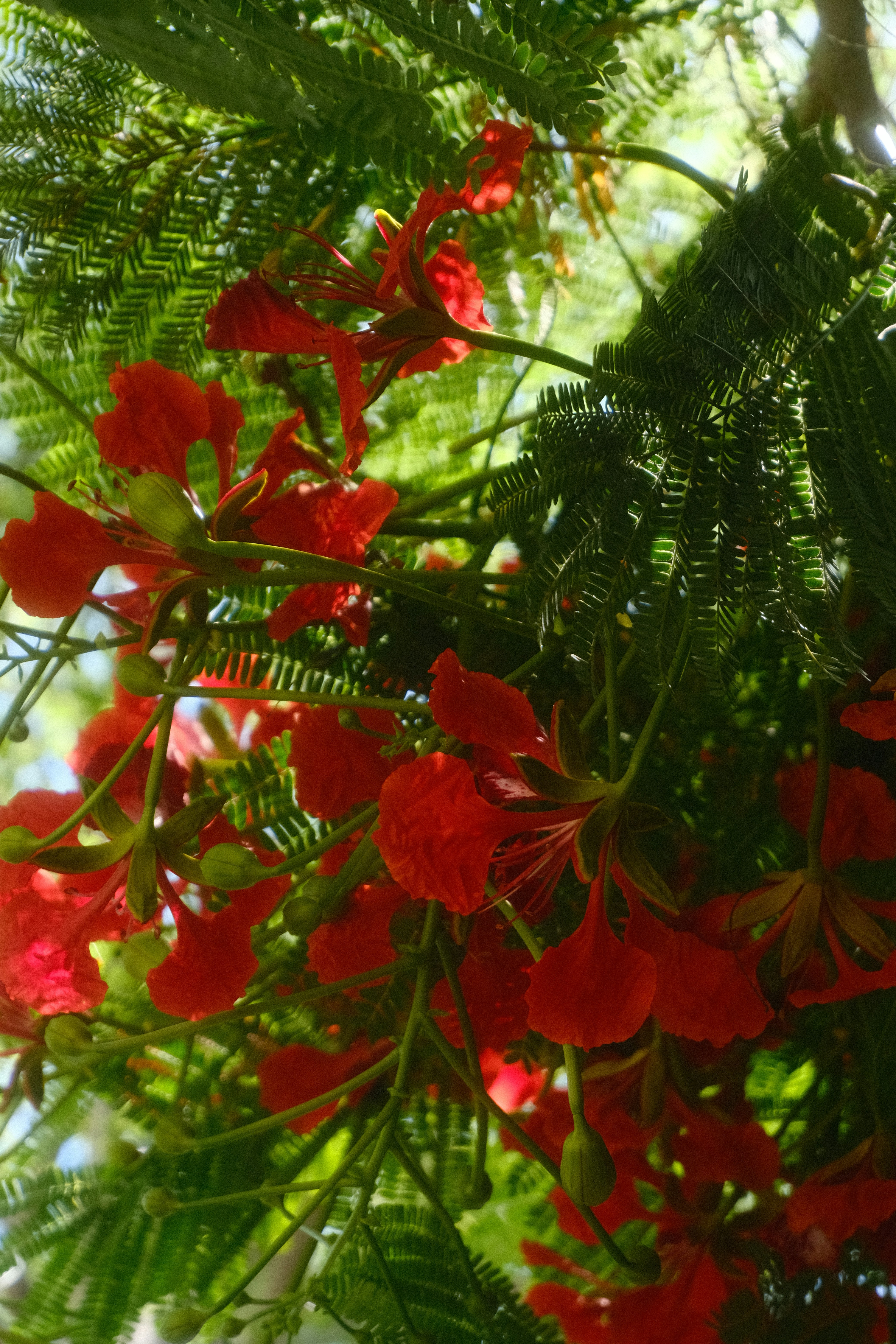 Red Blossoms in a Lush Green Canopy