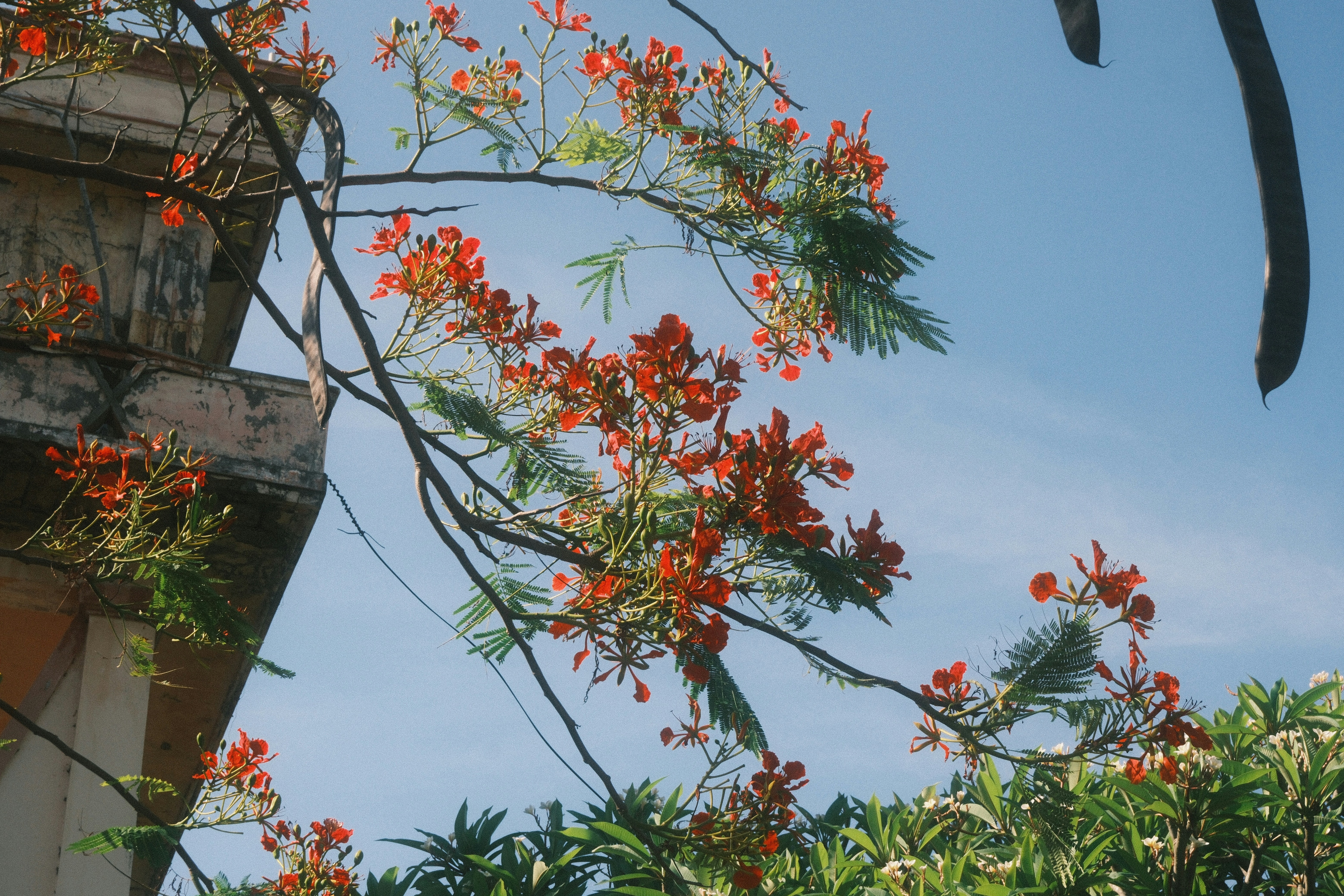 Crimson Flowering Vines Against a Clear Sky