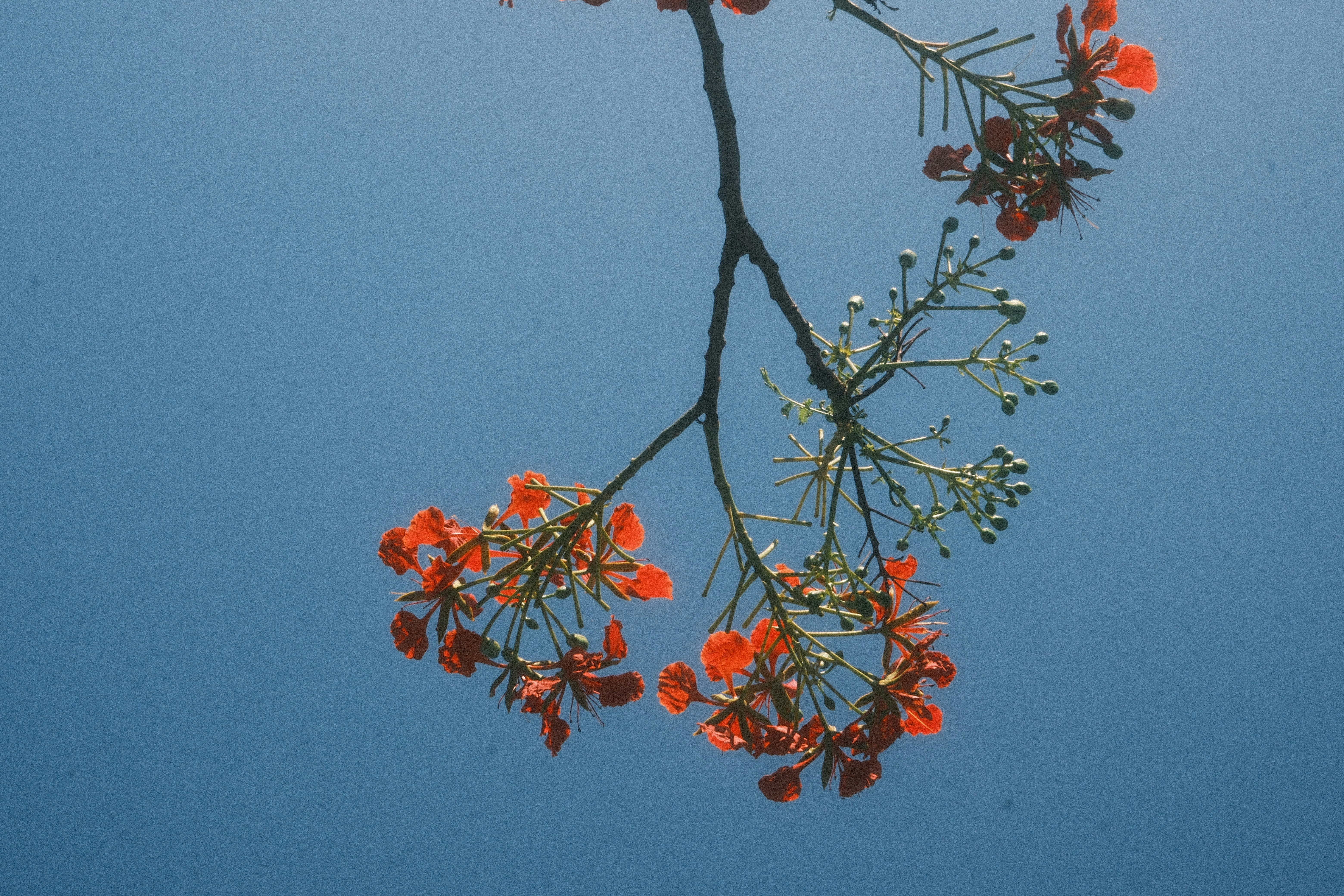 Blooming branches against a clear sky