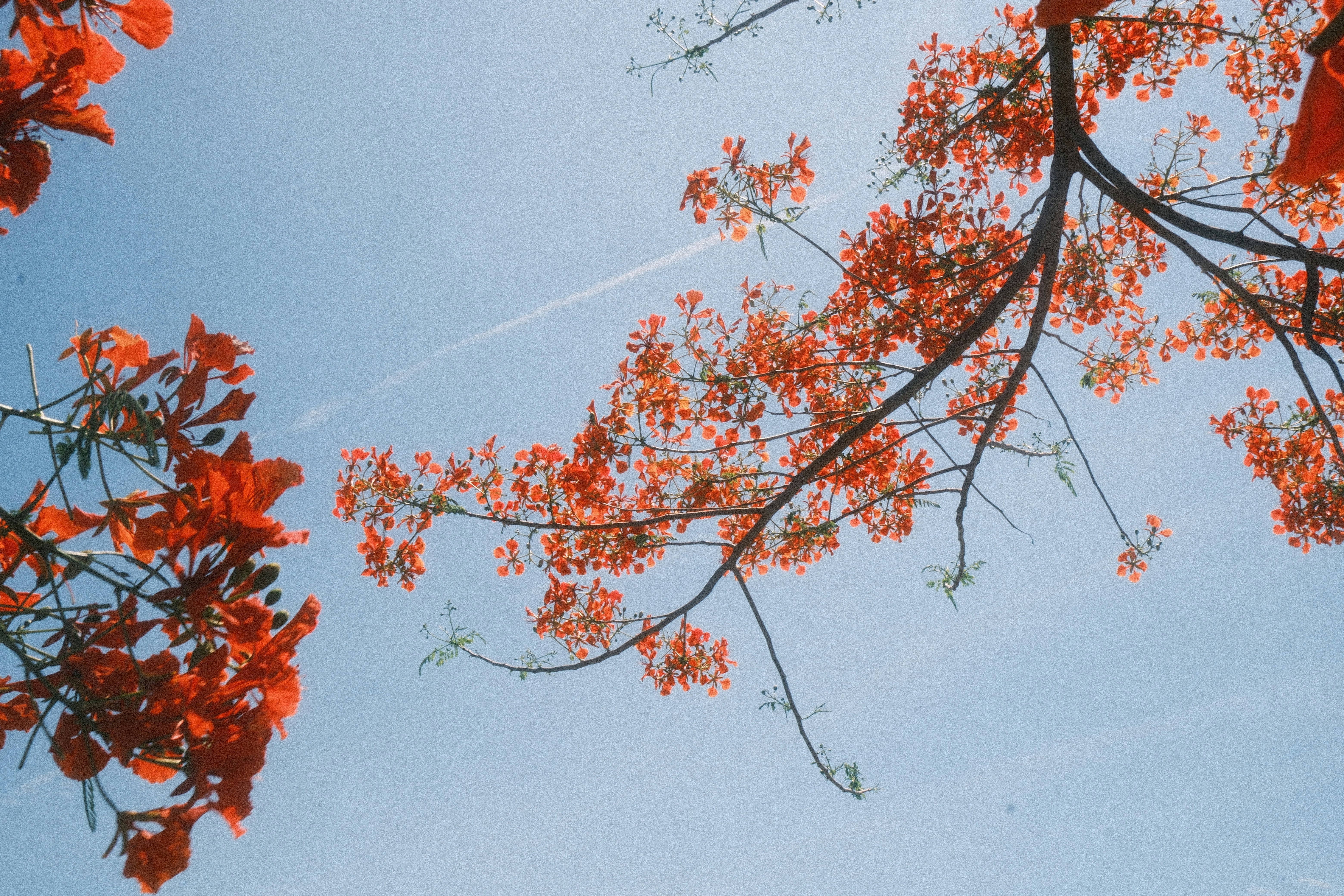 Red-orange flowers against a clear blue sky with a contrail.