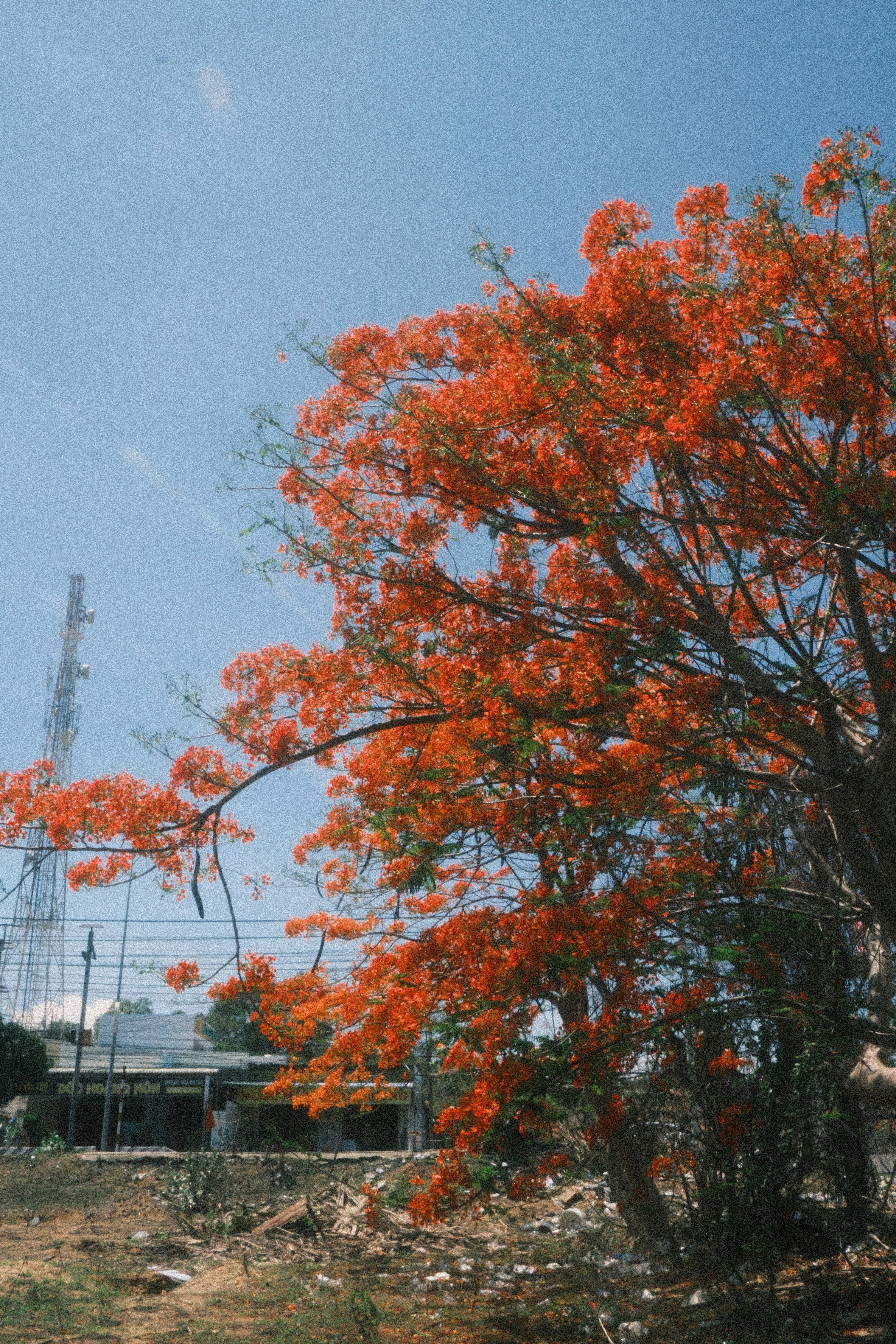 Orange-flowered tree under blue sky with a distant communication tower.