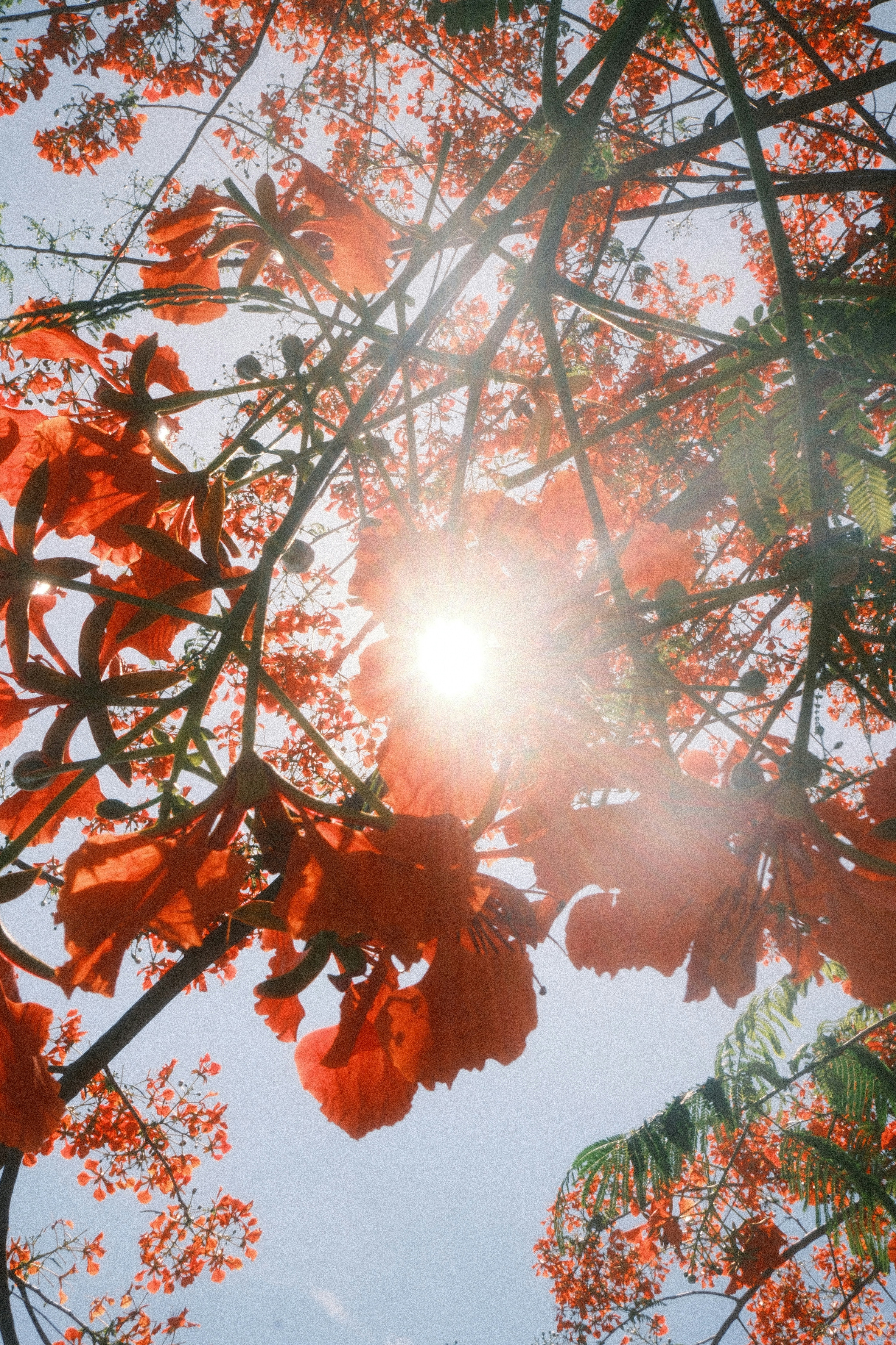 Sunlit Ember Leaves: Crimson Foliage Backlit by the Sun