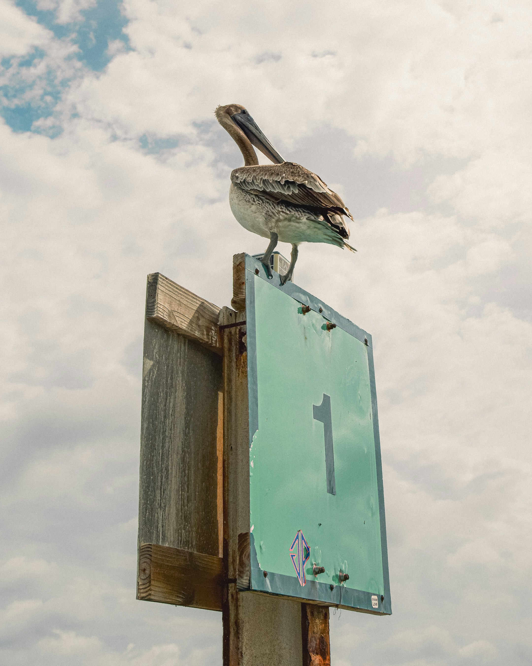 Pelican Perched Above a Weathered Sign Post