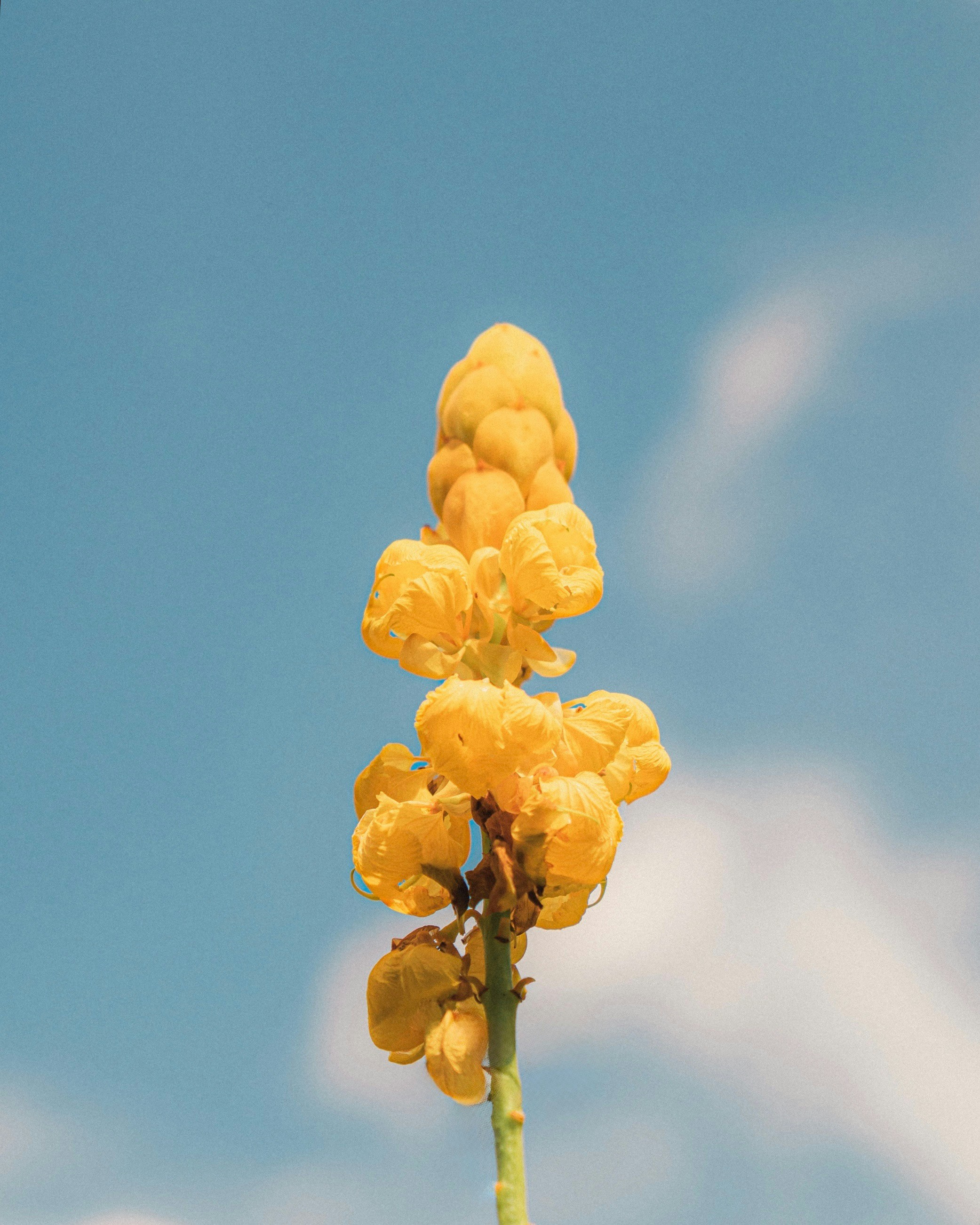 Golden Bloom Reaching Toward a Clear Sky